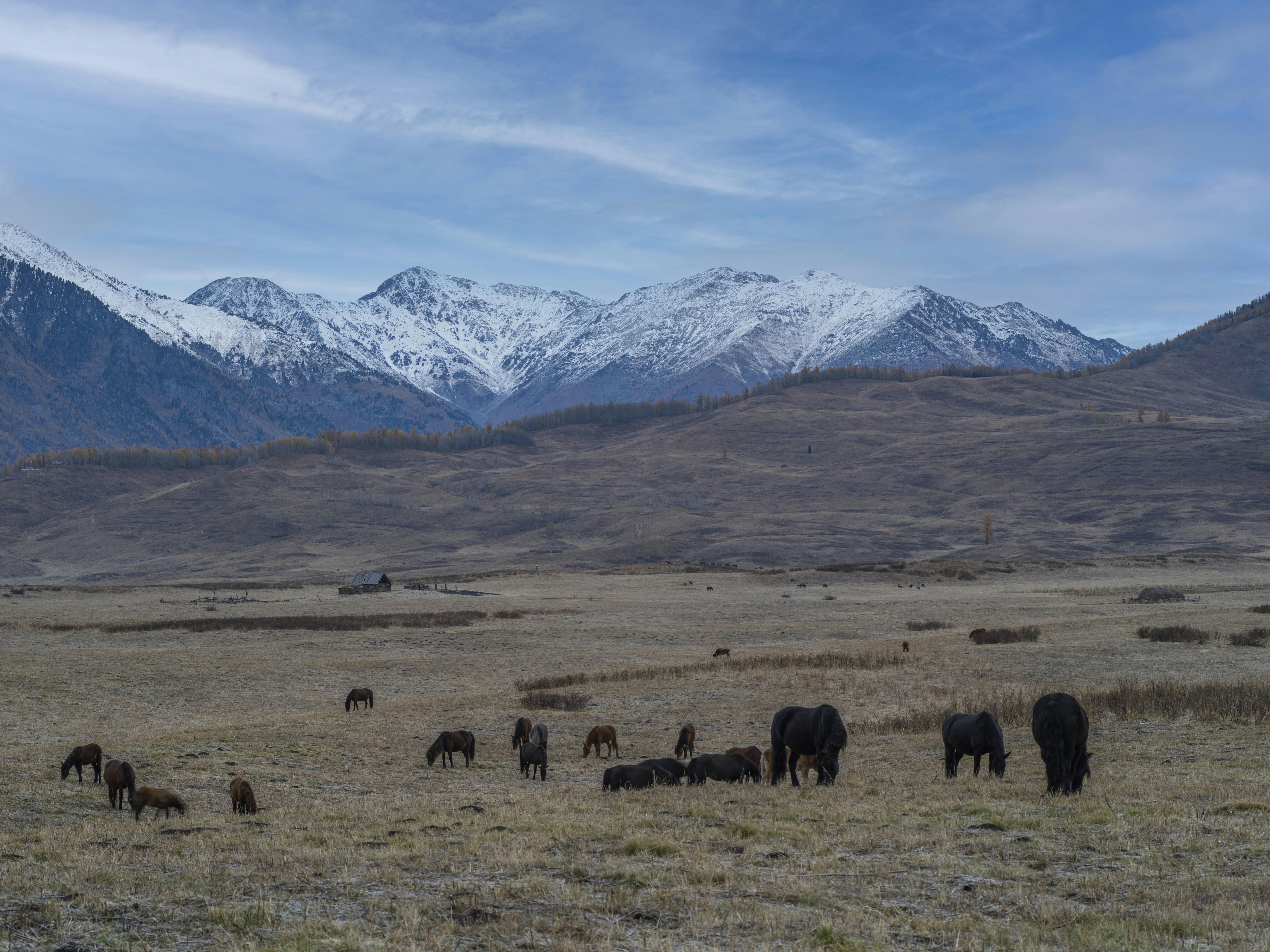 A group of animals stand in a field photo – Free Countryside Image on ...