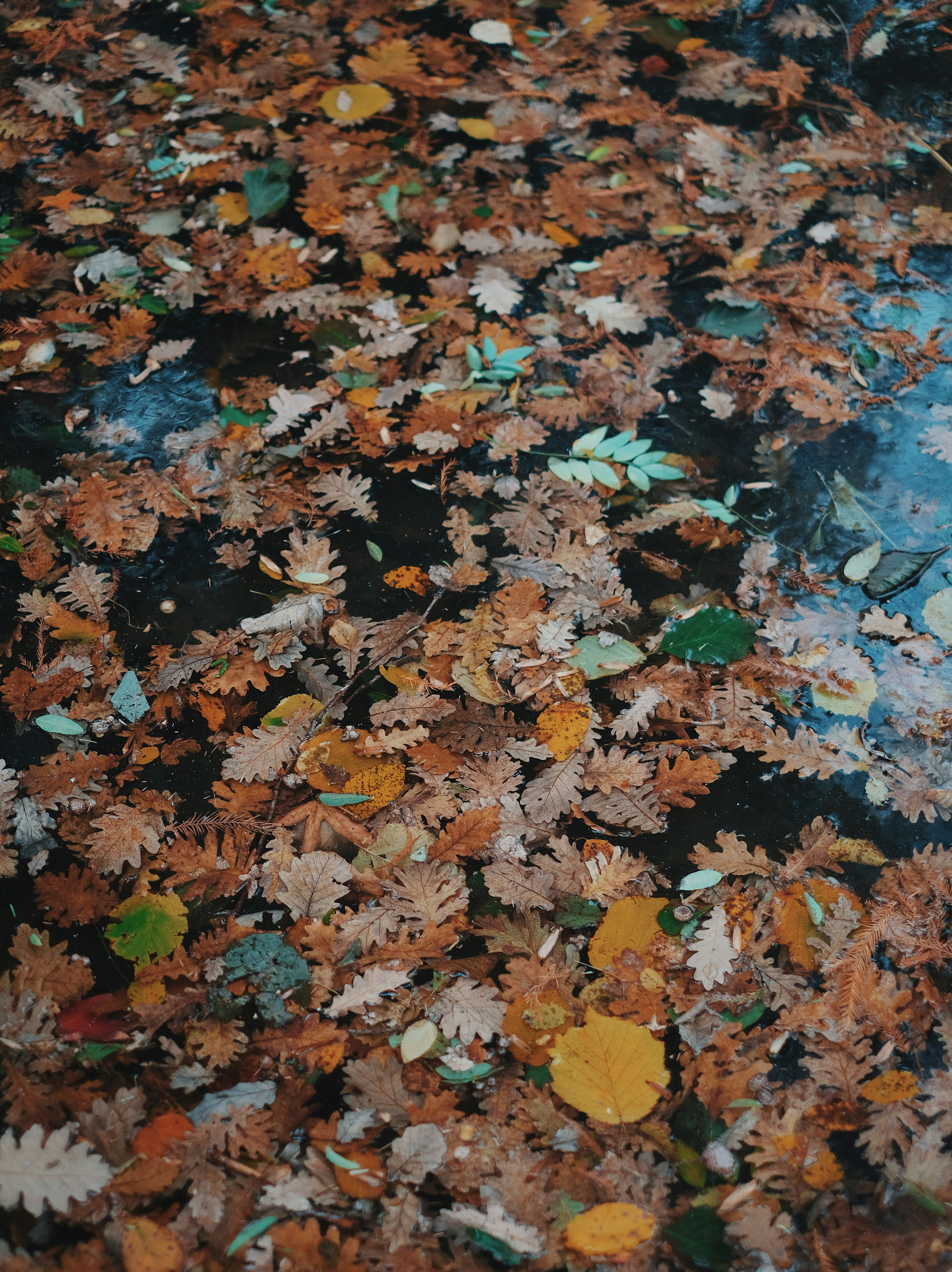 Teal Break in an Autumn Leaf Mosaic
