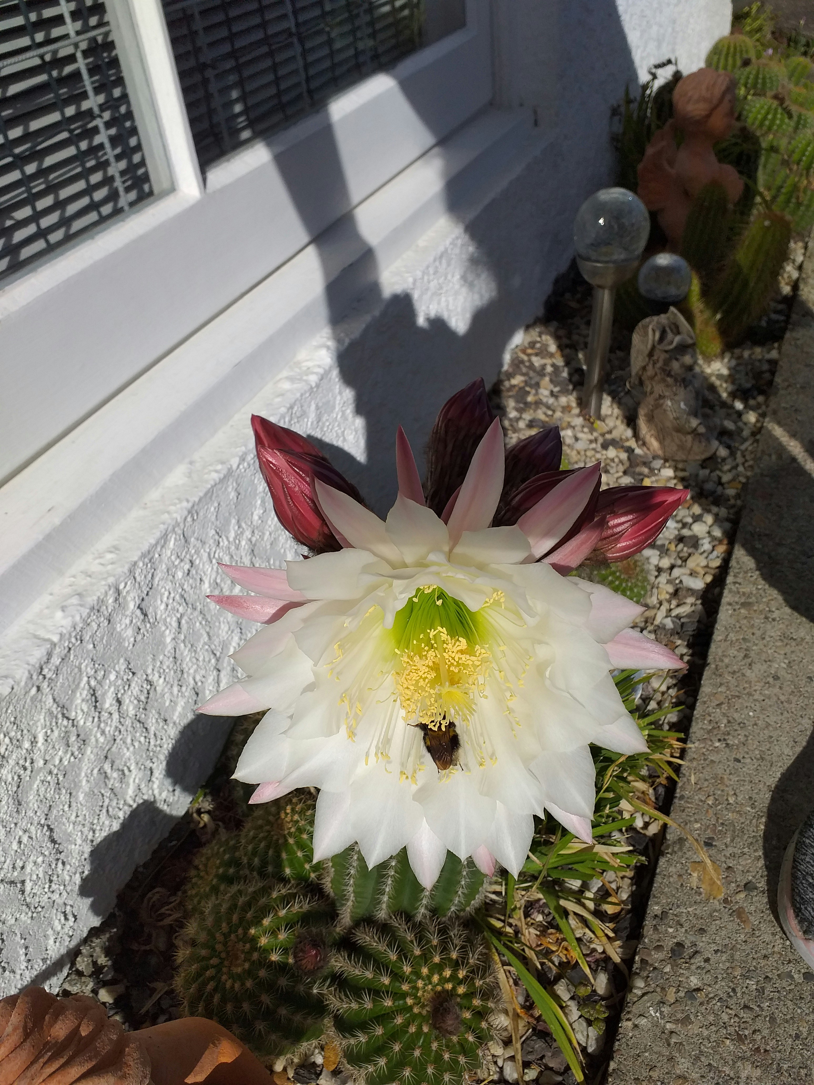 Blooming Nightshade: White-Flowered Cactus in a Sunlit Rock Garden