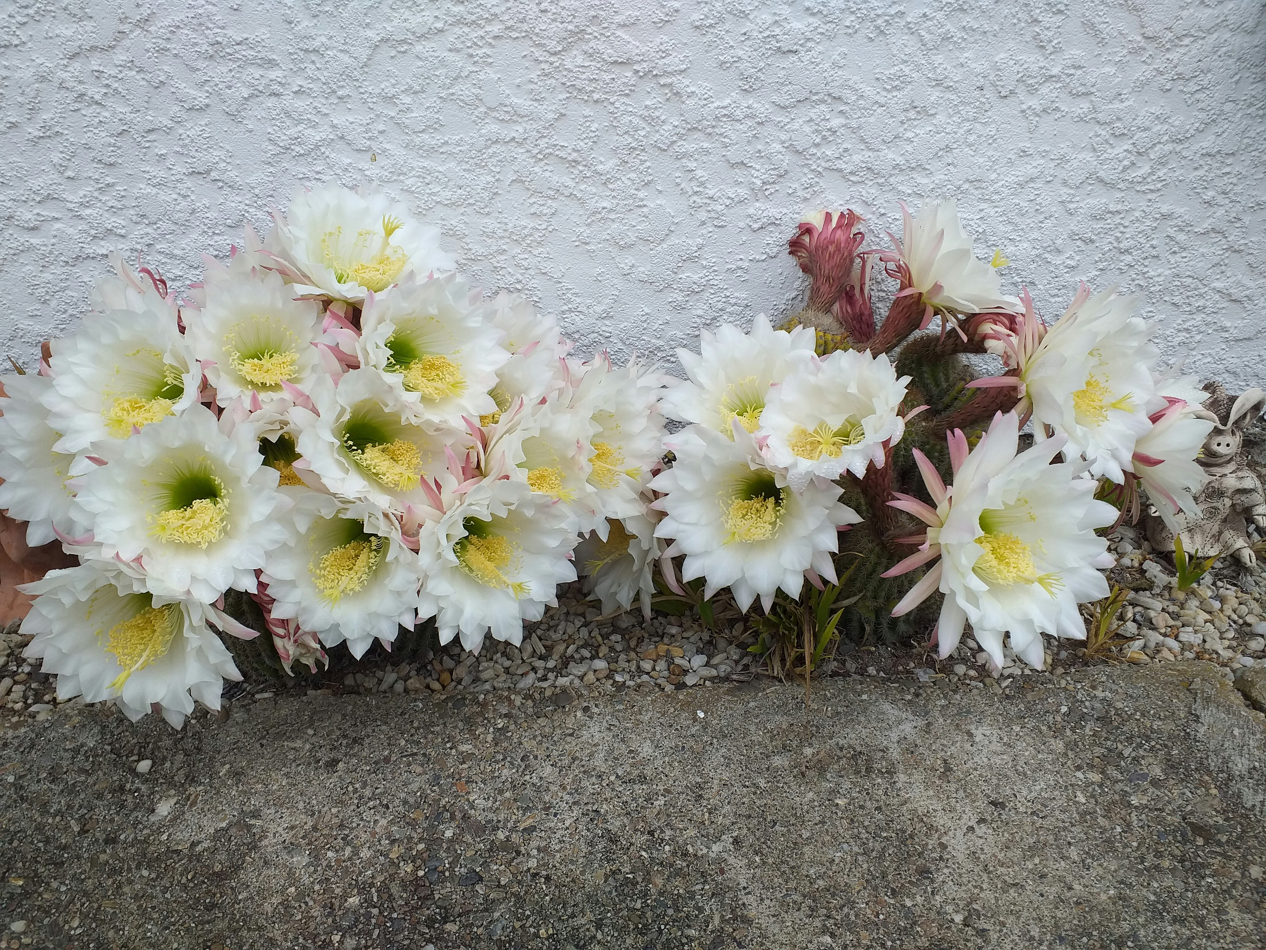 Soft white blossoms line the rough concrete edge against a light textured wall, forming a low horizontal bouquet.