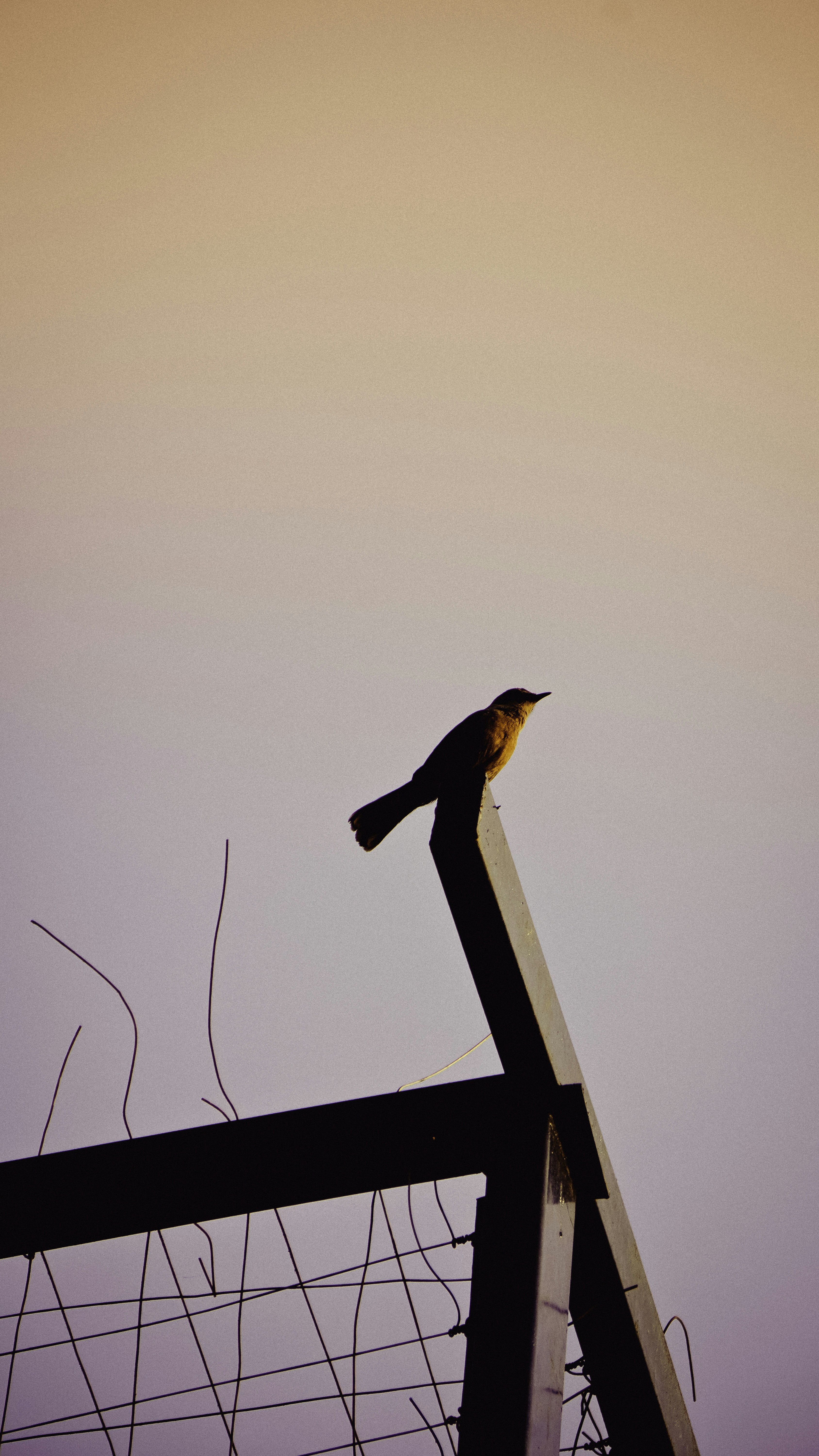 Twilight Sentinel: Bird on a Weathered Fence