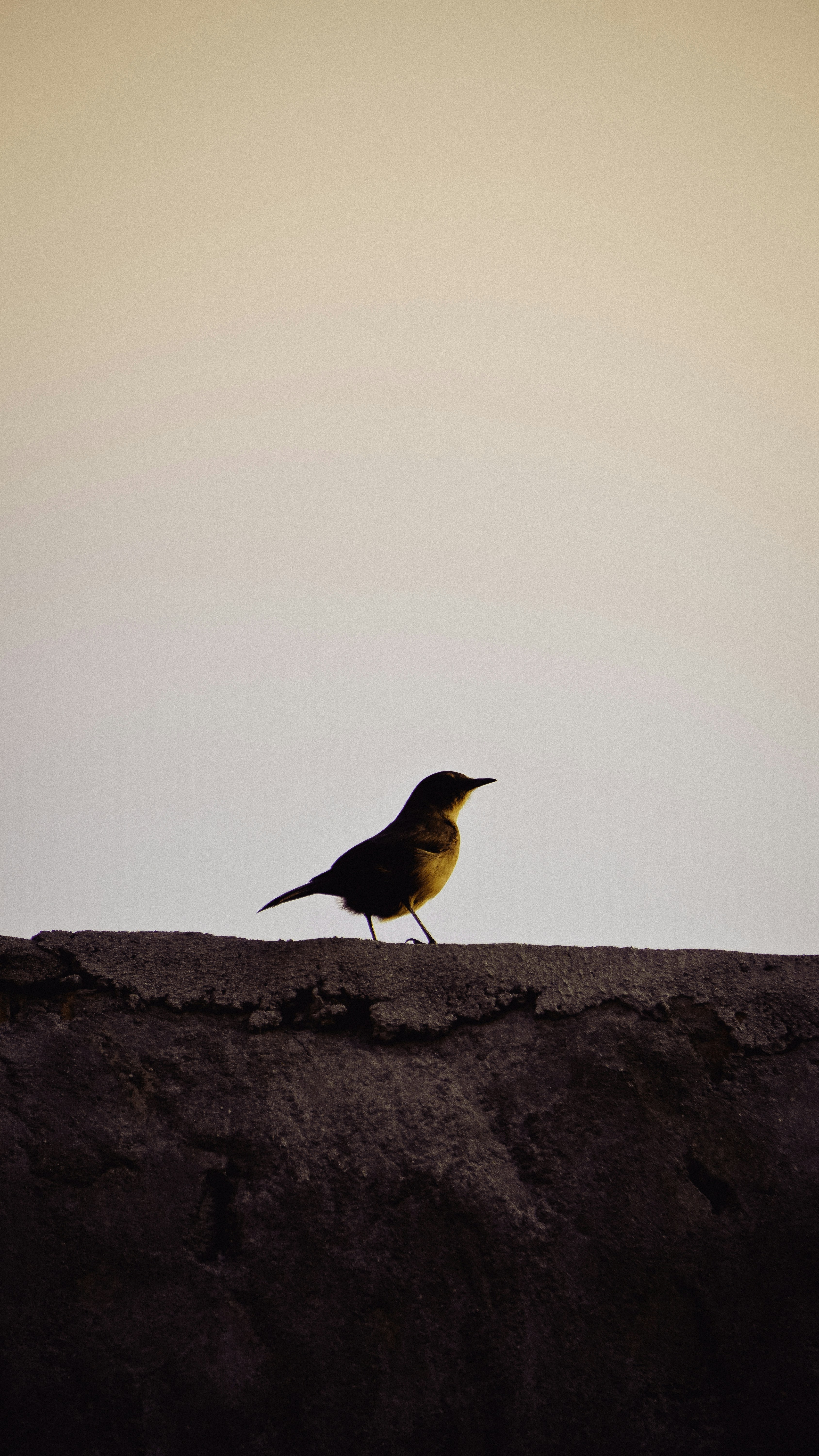 Lone Songbird on a Weathered Ledge Under a Pale Sky