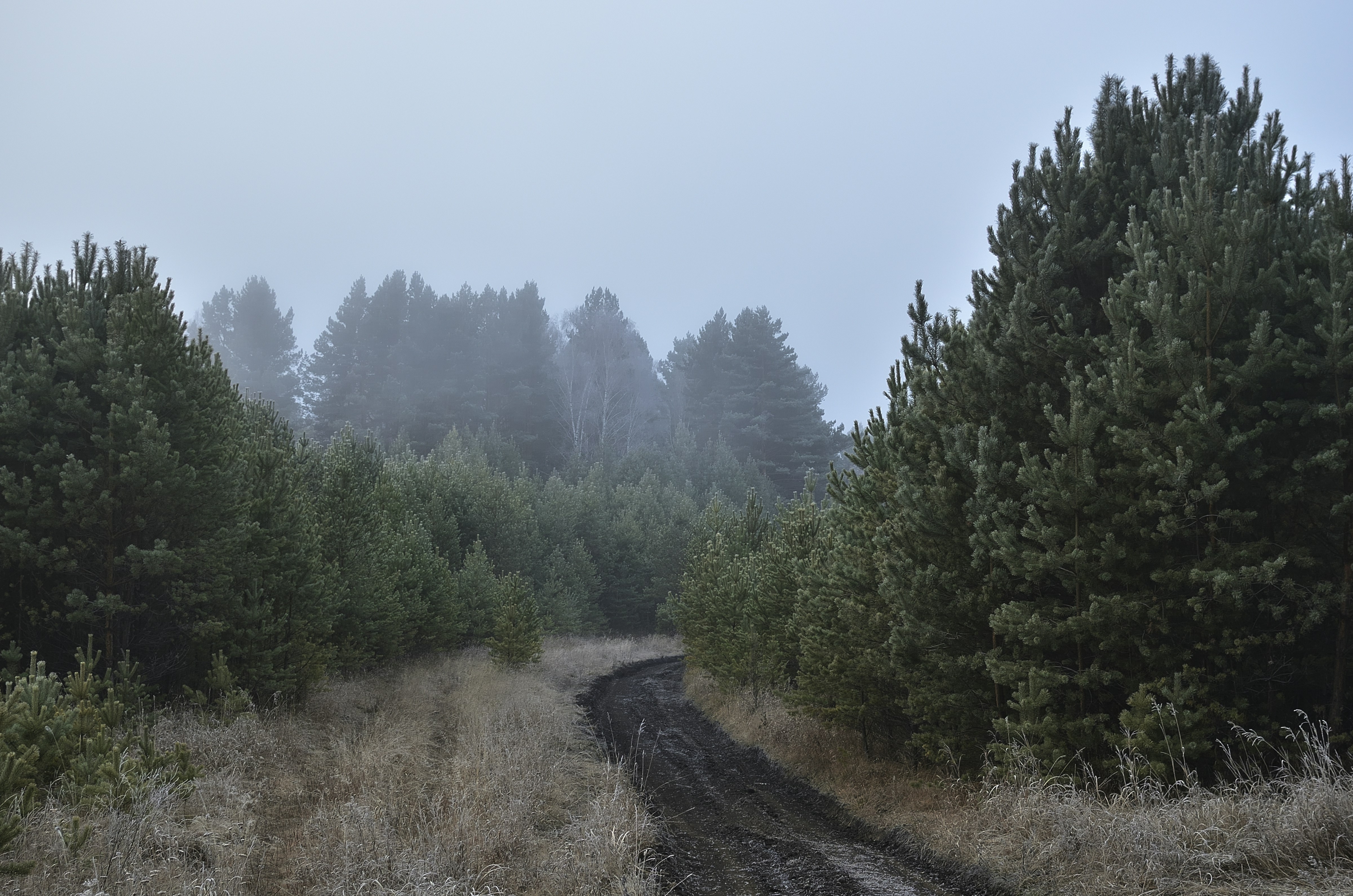Fog-Laced Trail Between Pines