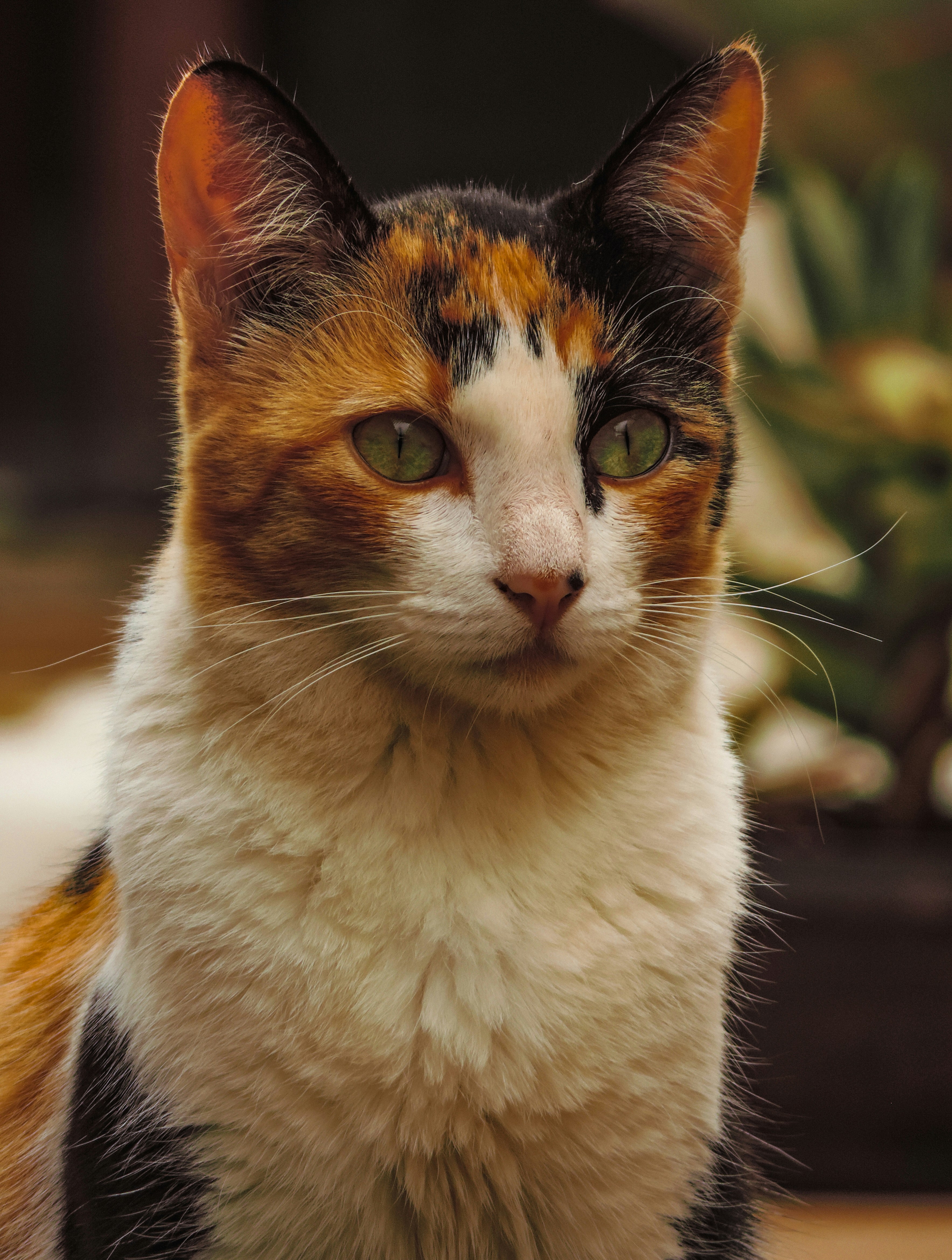 Autumn-Gold Calico Portrait: A Focused Gaze from a Cat