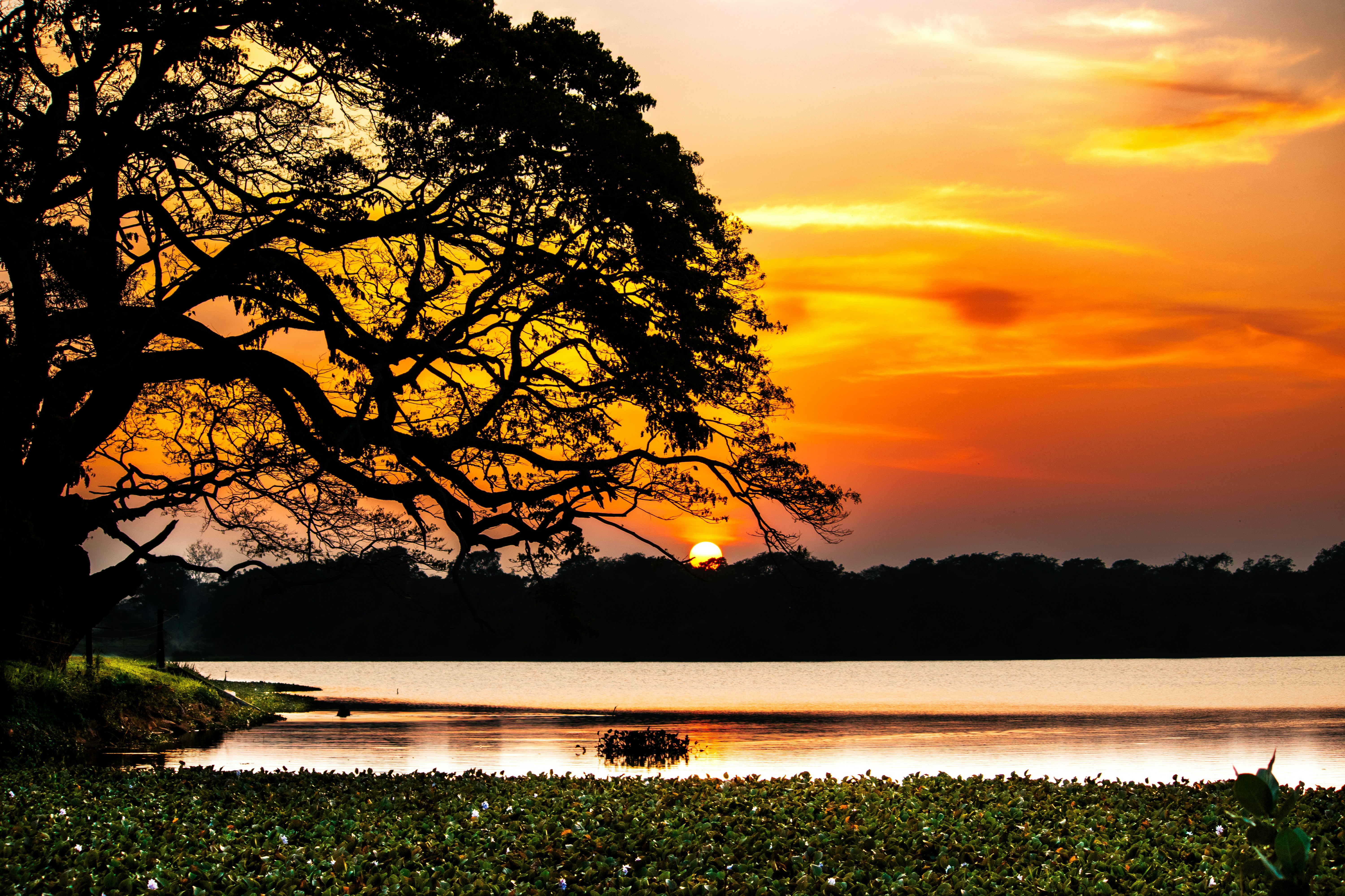 Sunset Silhouette at the Lake: A Lone Tree Framing the Calm Waters