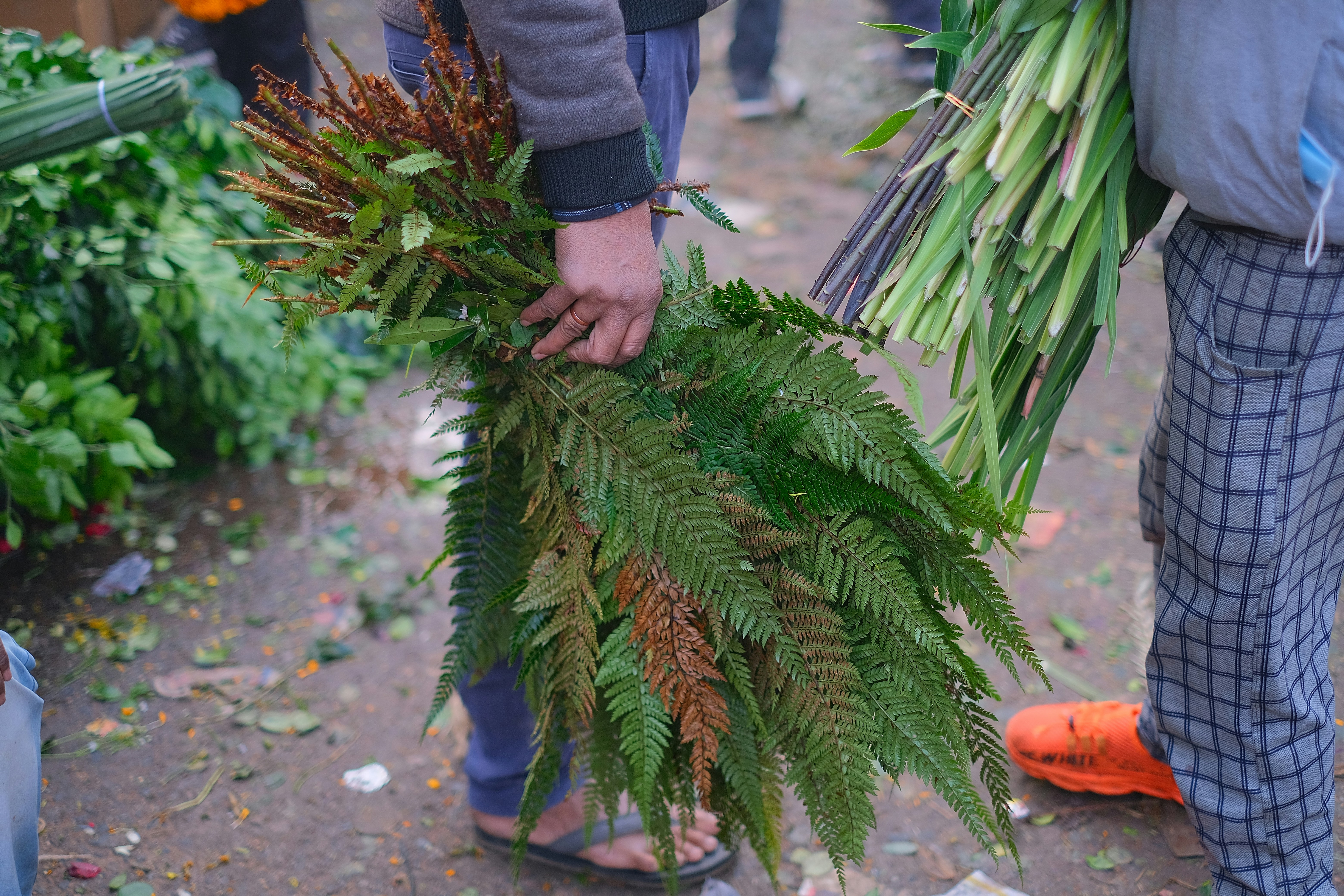 Market Handful: Fern Bundles on a Worn Footpath