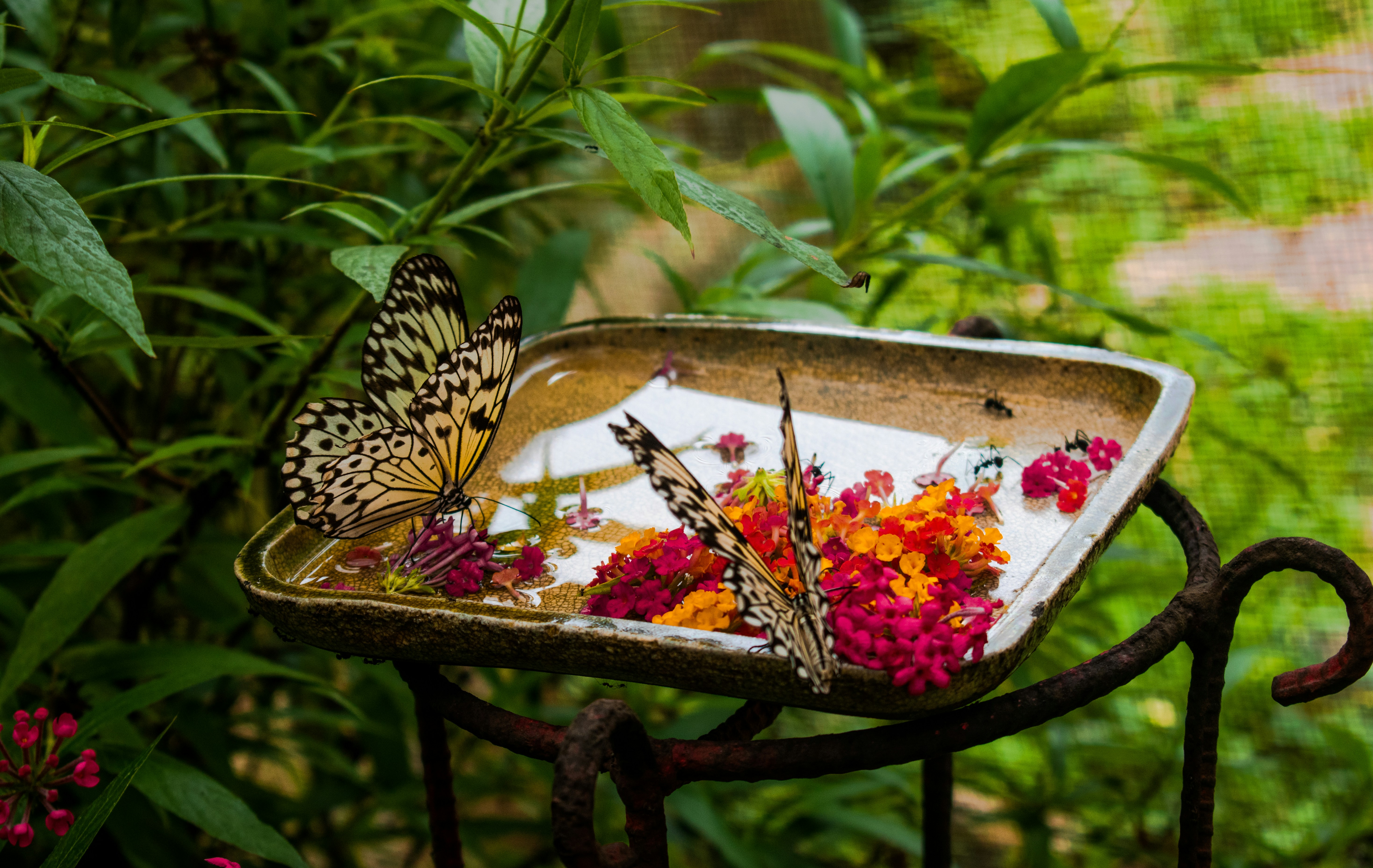 Butterfly Banquet Amidst Garden Greens