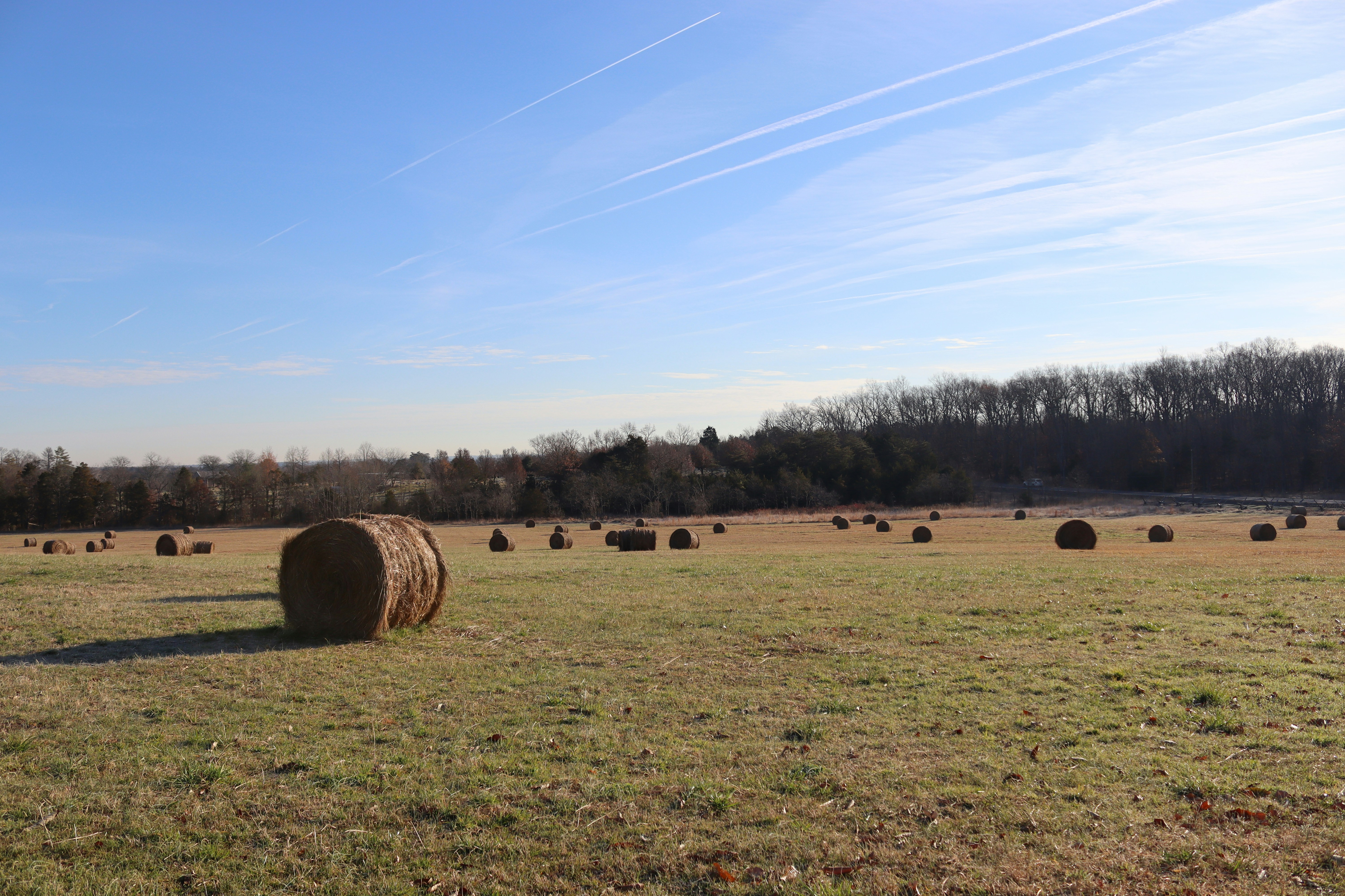 a field of hay bales