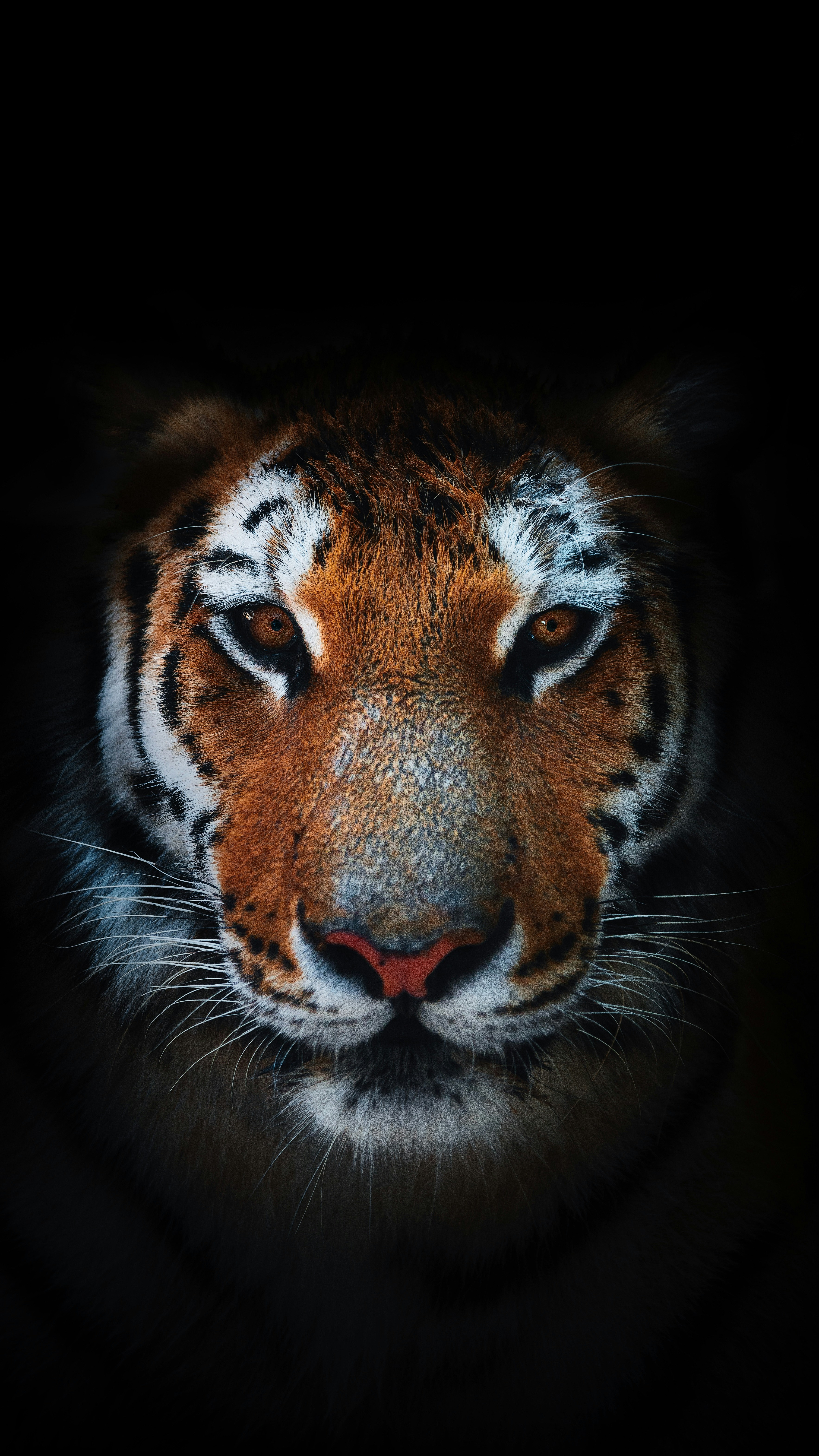 Animals | 1 best free animal photos on Unsplash