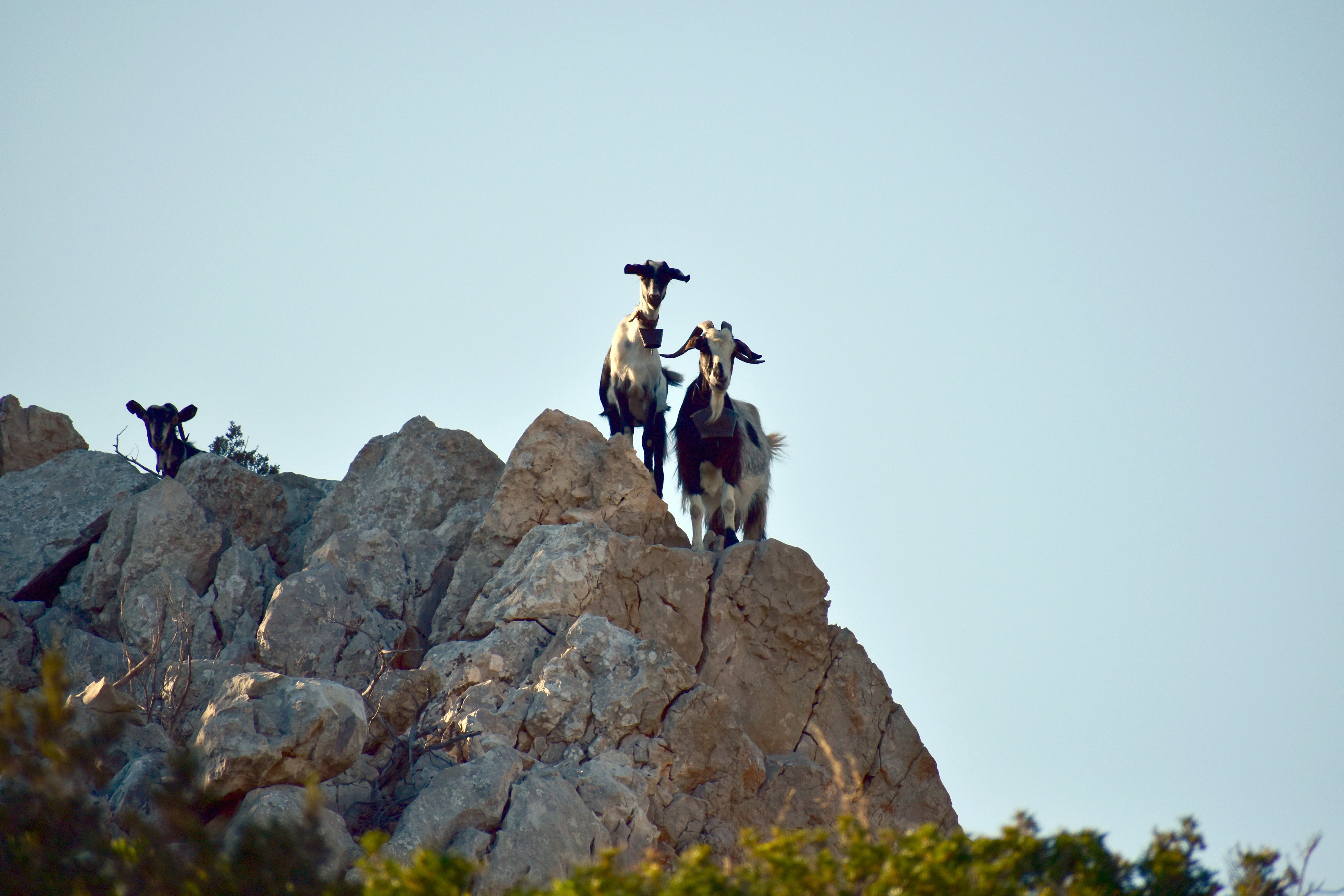`Warm welcome` (Goats on the lookout)