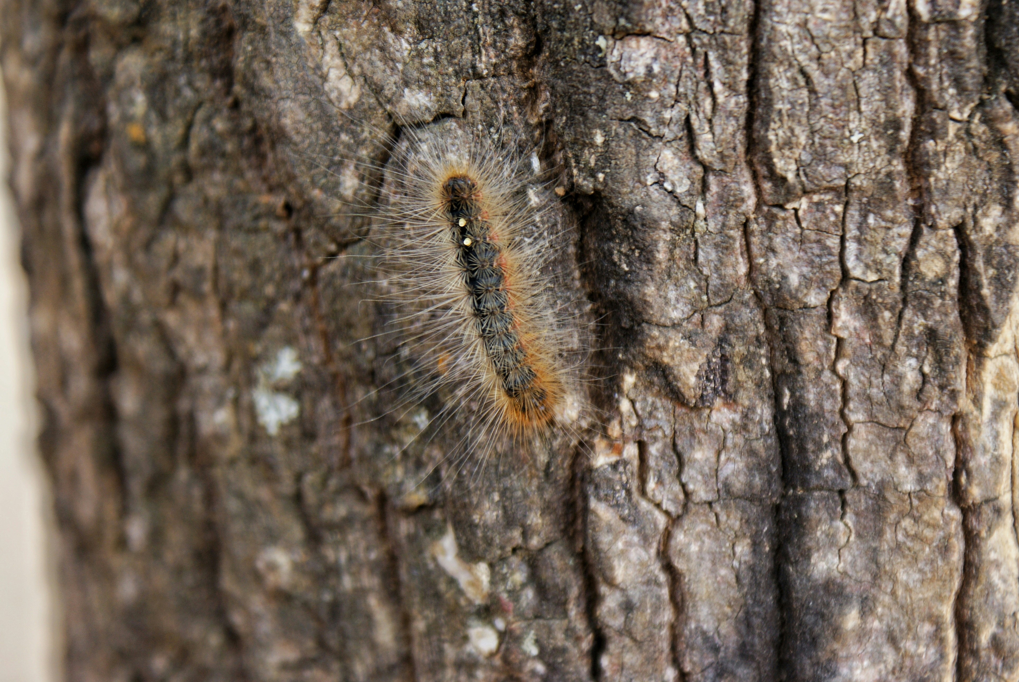 A fuzzy caterpillar traversing the rough bark of a tree, showcasing its intricate details and vibrant colors.