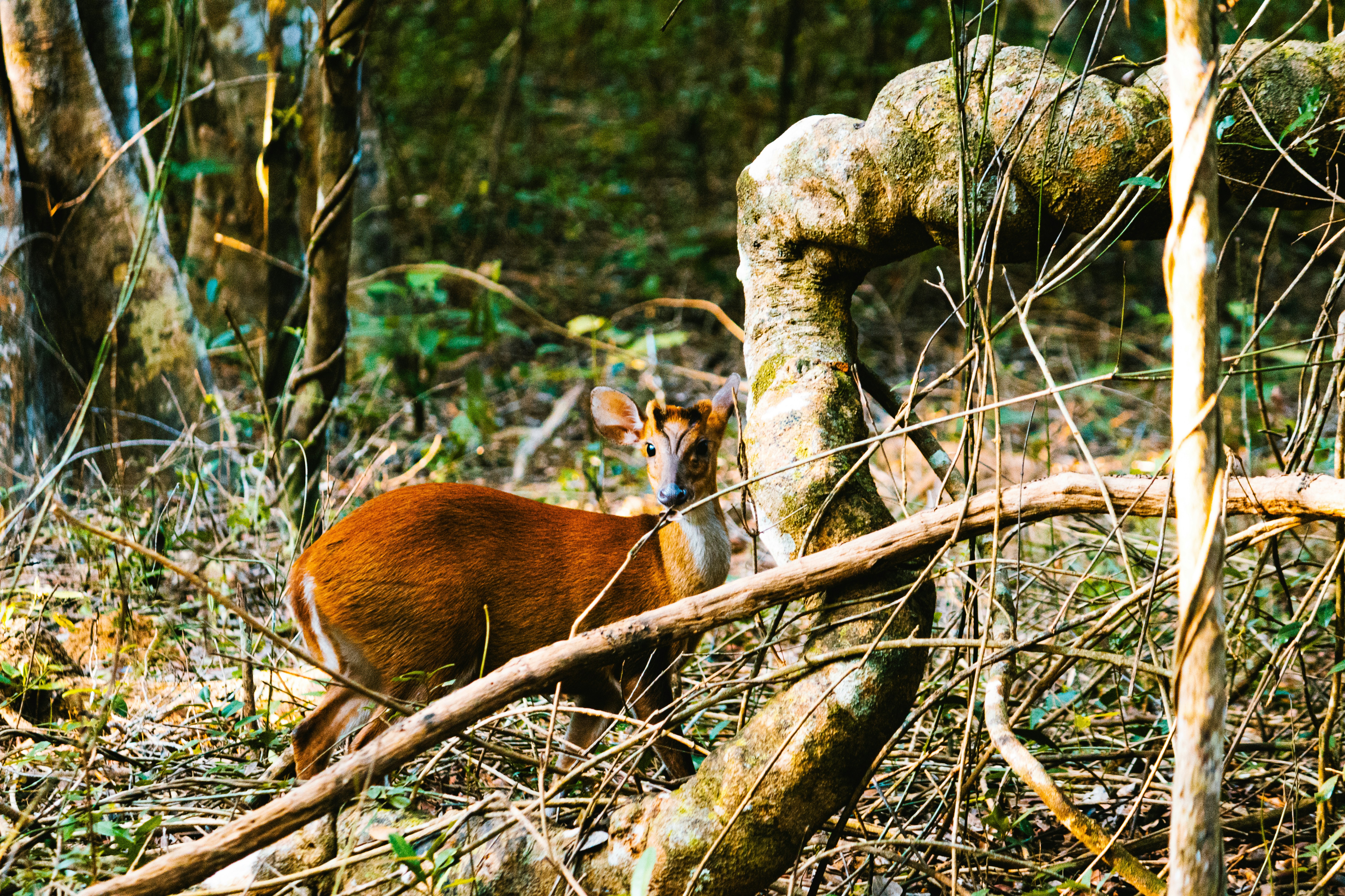 Wilpattu National Park Photos | Télécharger des images gratuites sur ...