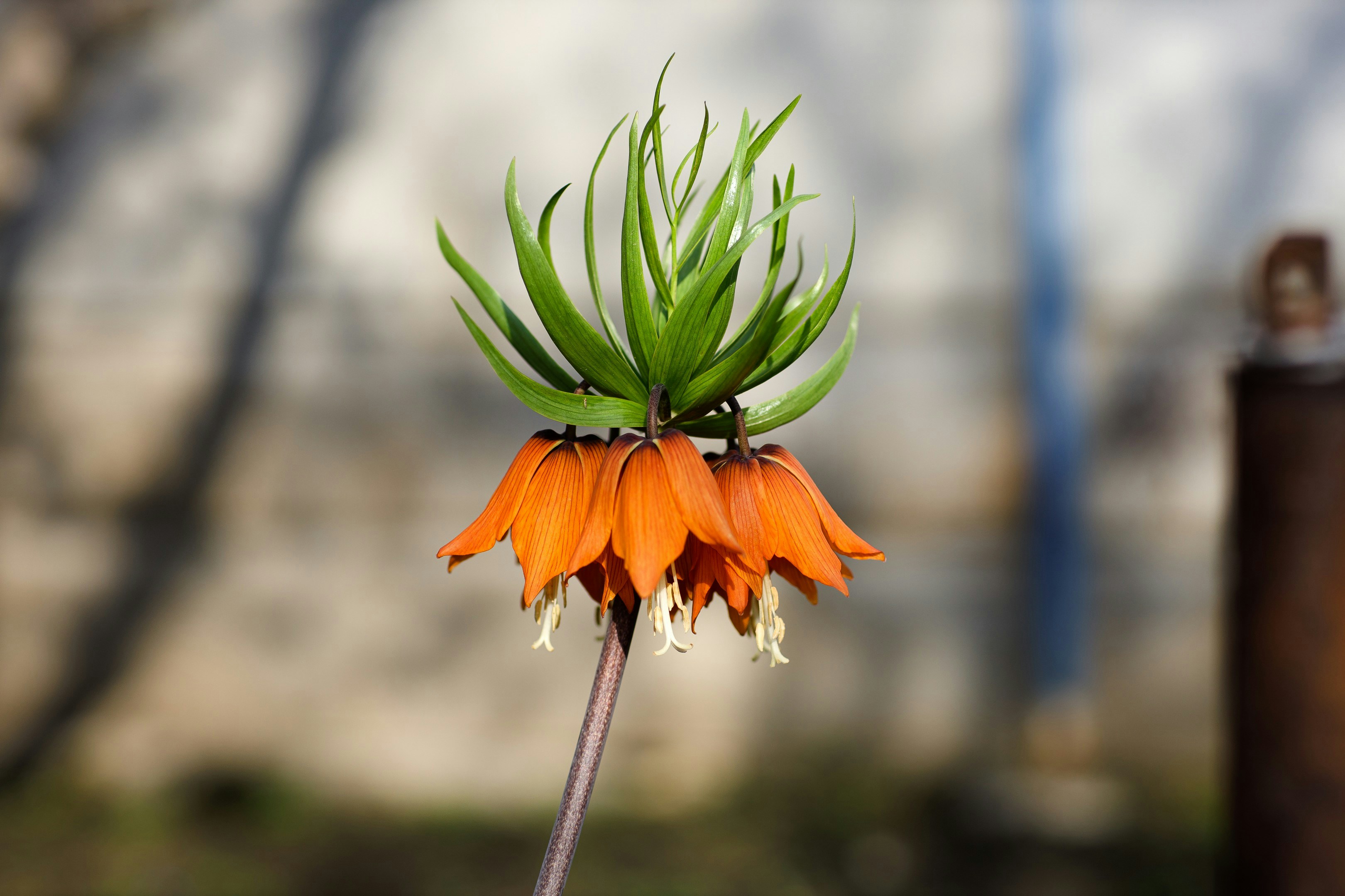 Grouse Pictures | Download Free Images on Unsplash