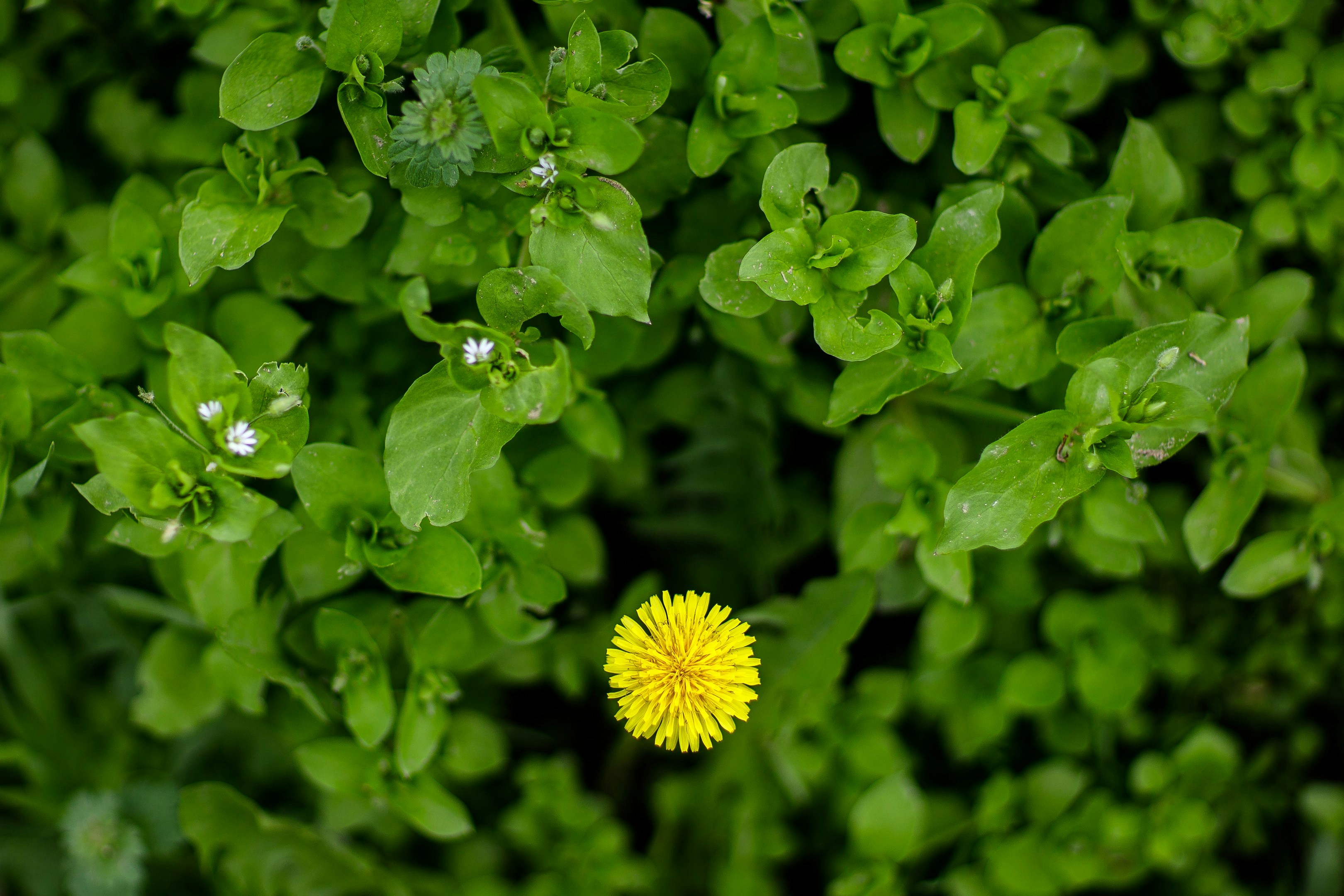 Blooming dandelion and green vegetation.