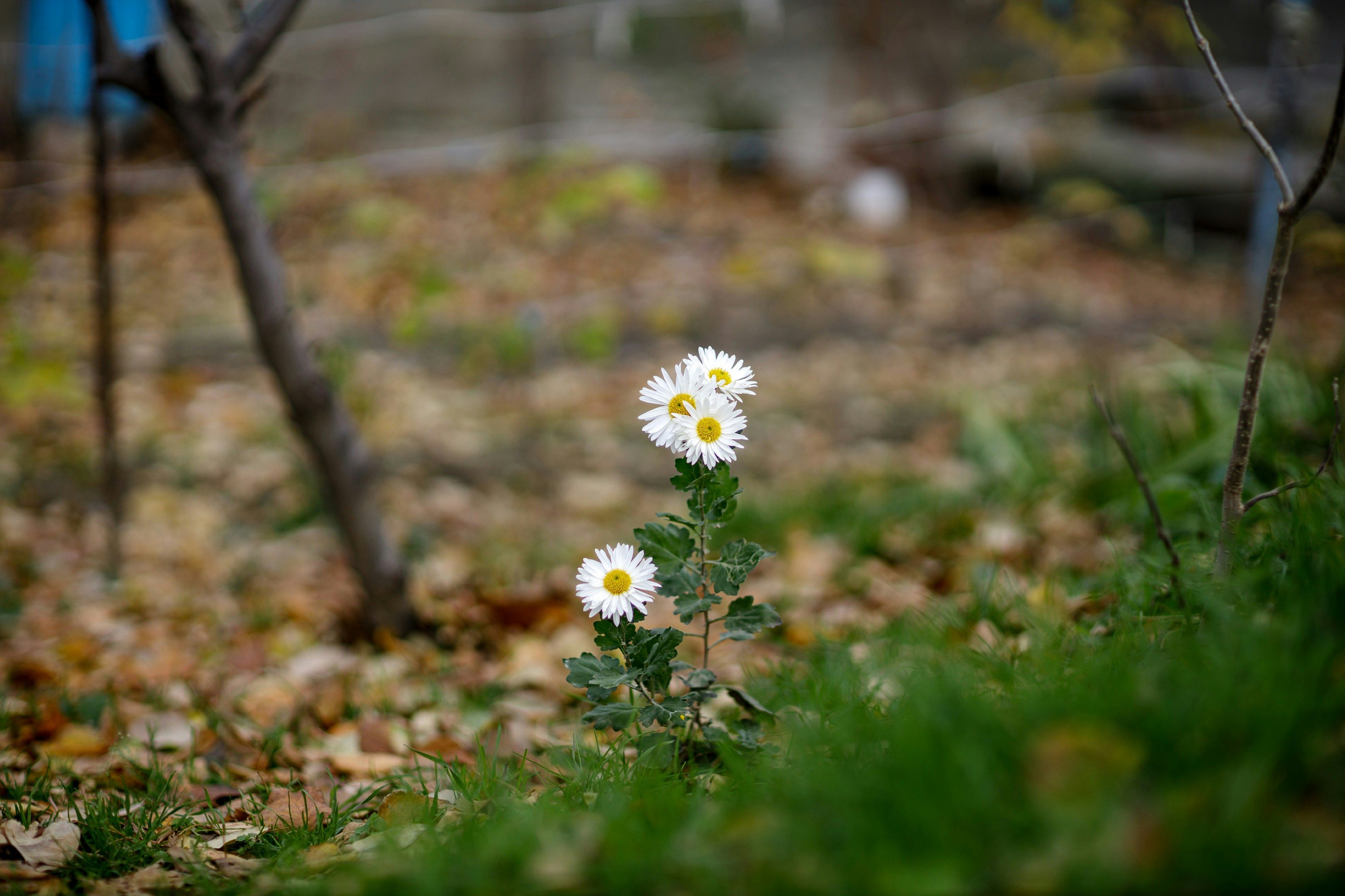 Daisies in Focus: Quiet Bloom on a Leaf-Strewn Path