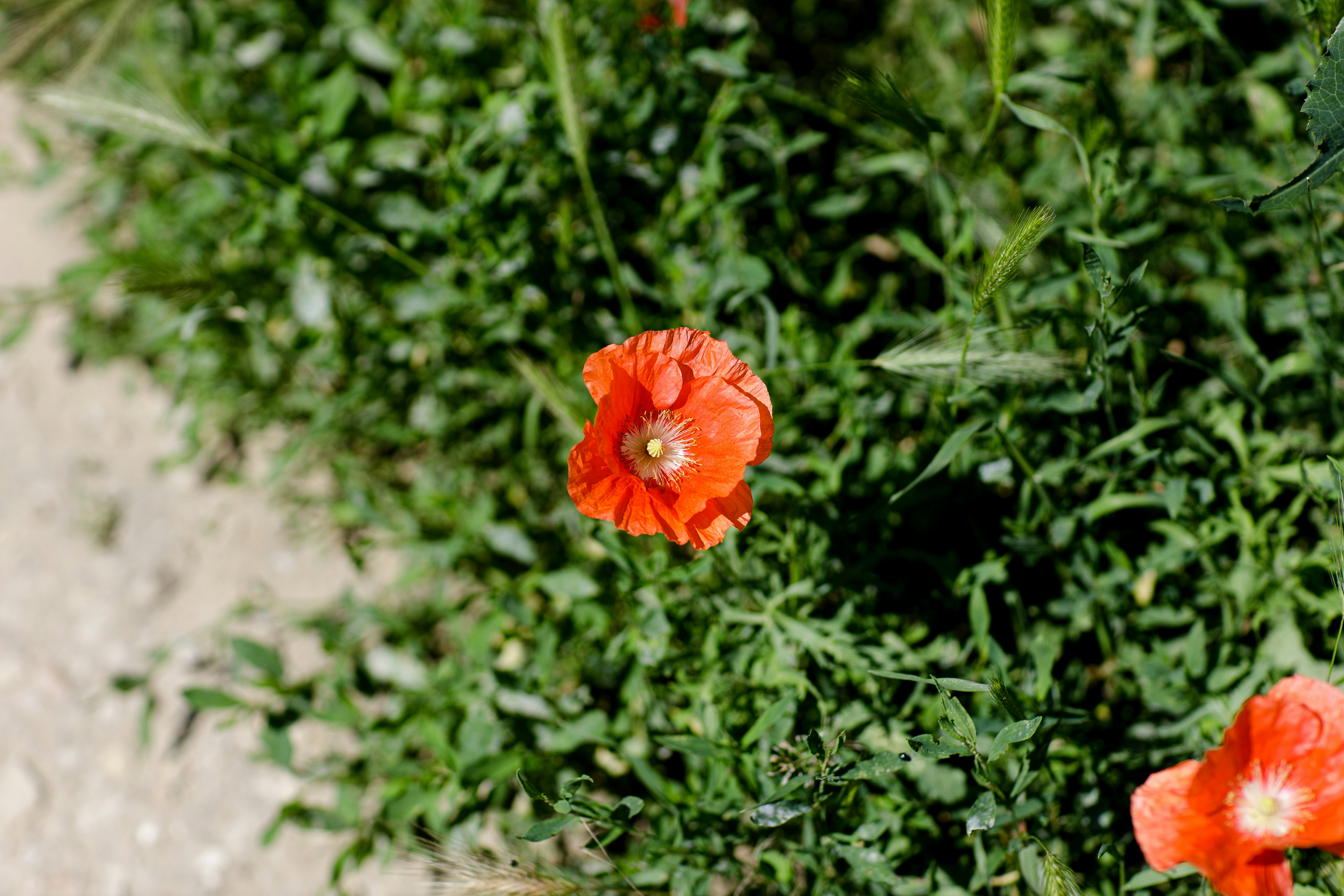 Crimson Poppy Framed by Verdant Quiet