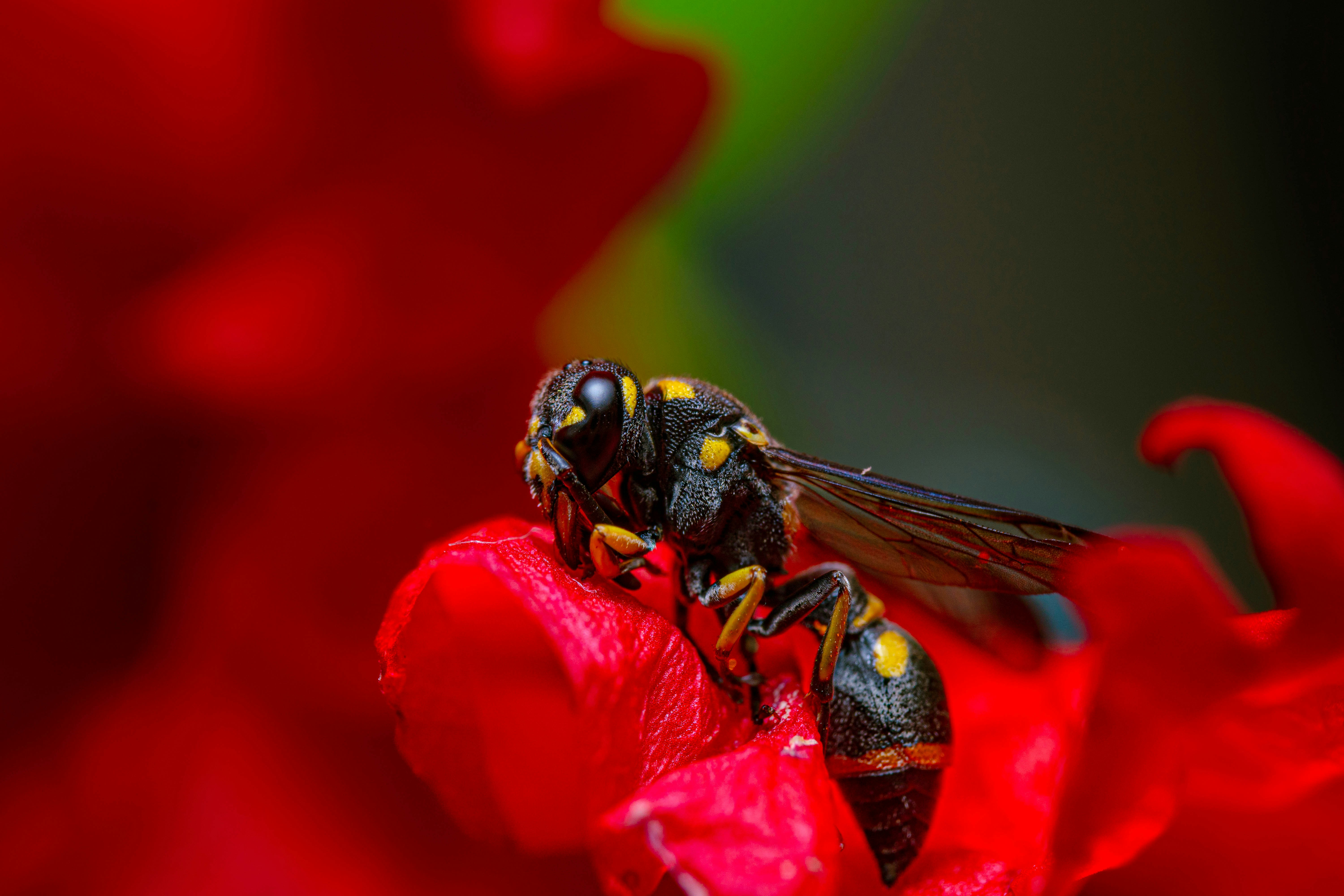 Crimson Bloom Macro: A Wasp’s Minute Portrait