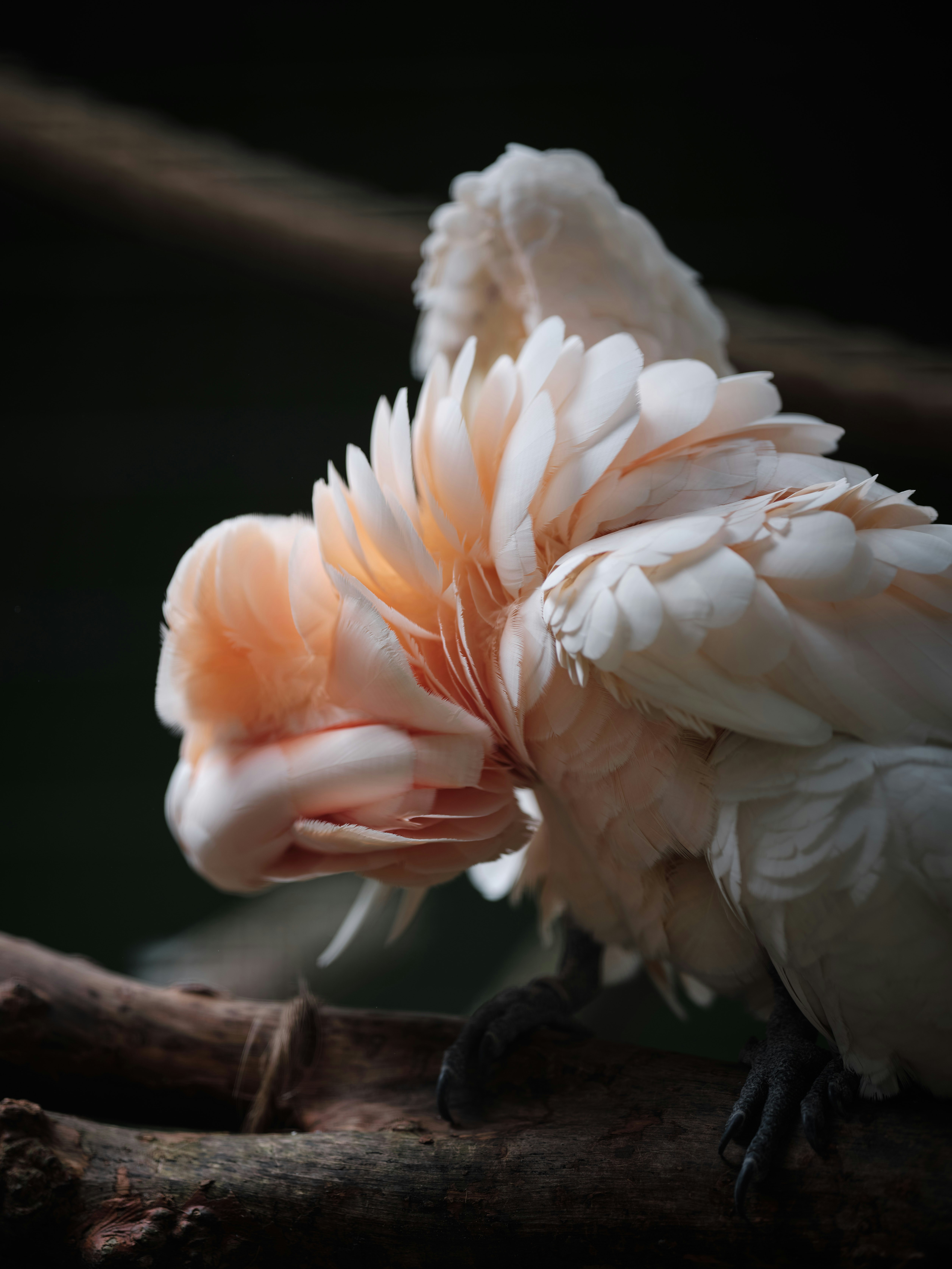 Peach-tinged Preening in Velvet Shadow