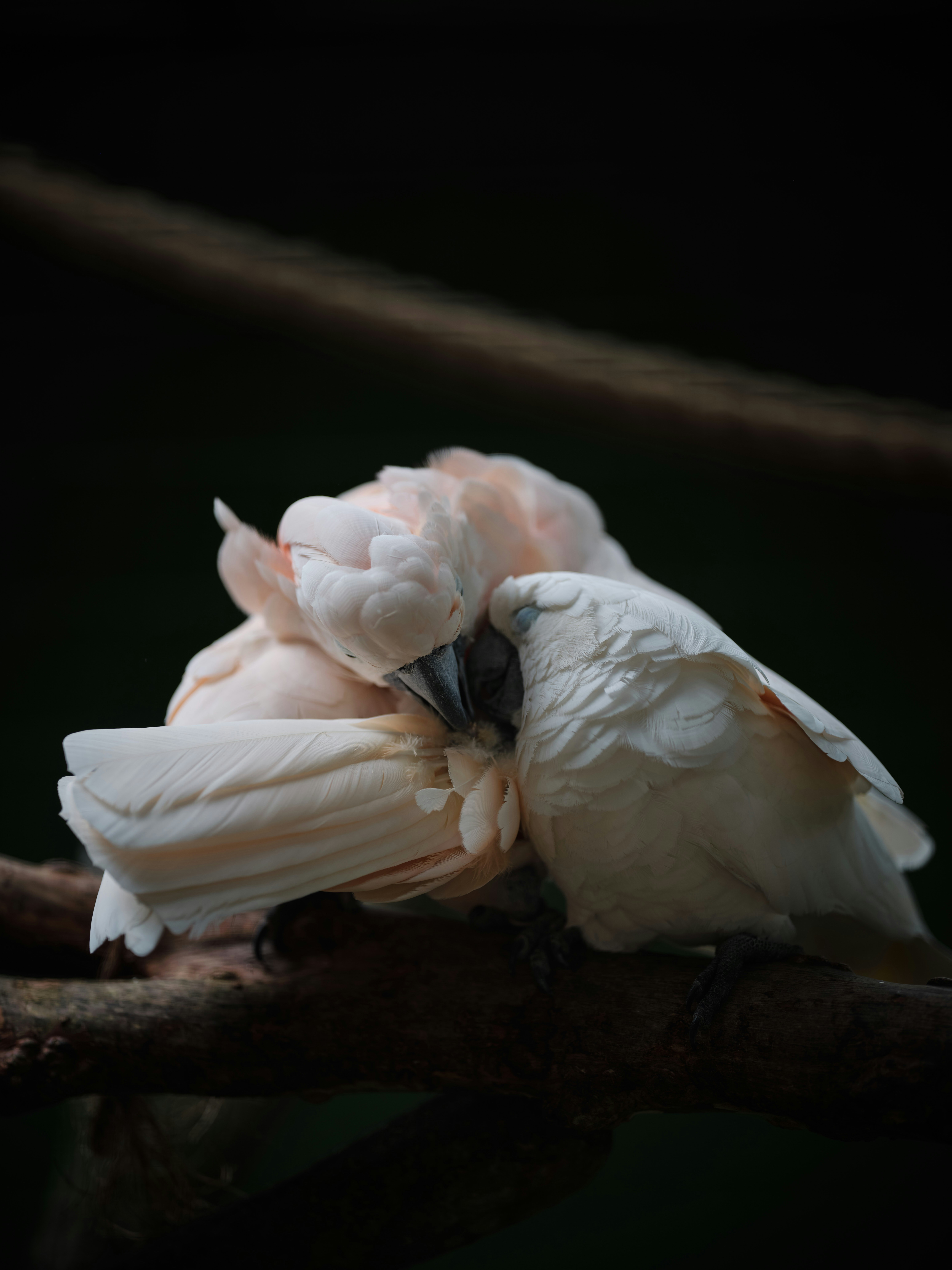 Preening Duo: White Cockatoos on a Shadowed Branch