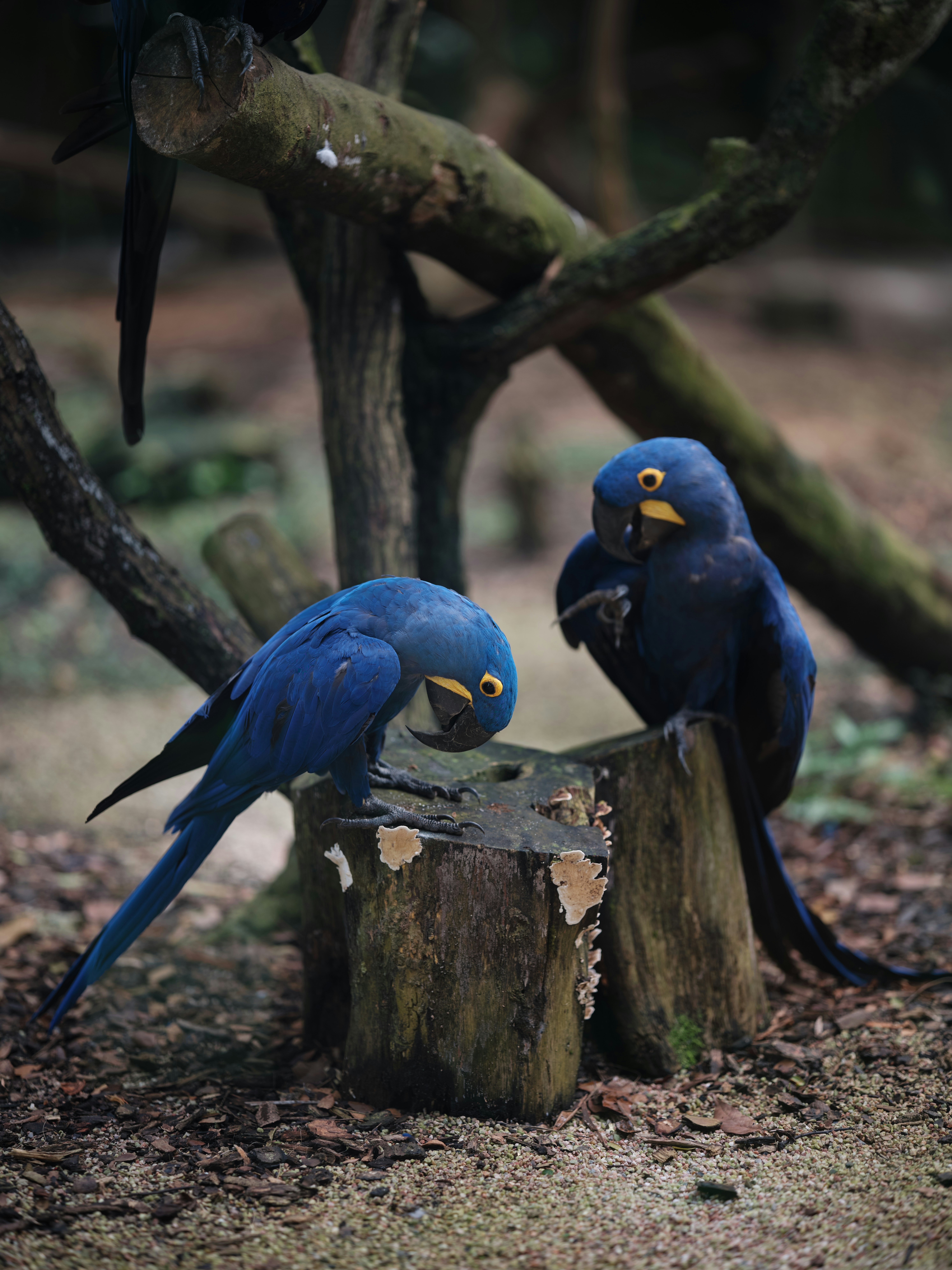 a couple of blue birds on a stump