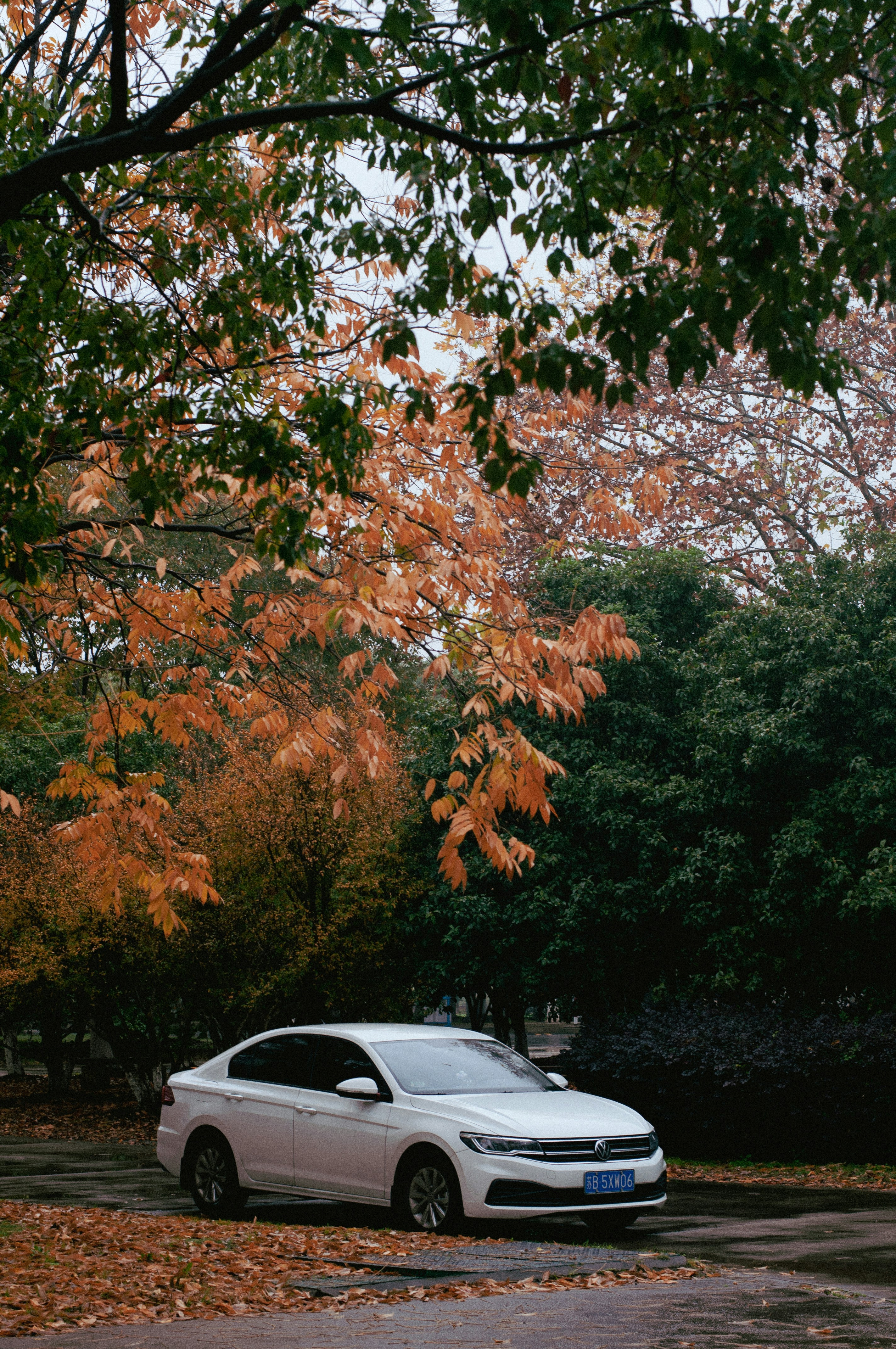 a car parked under a tree