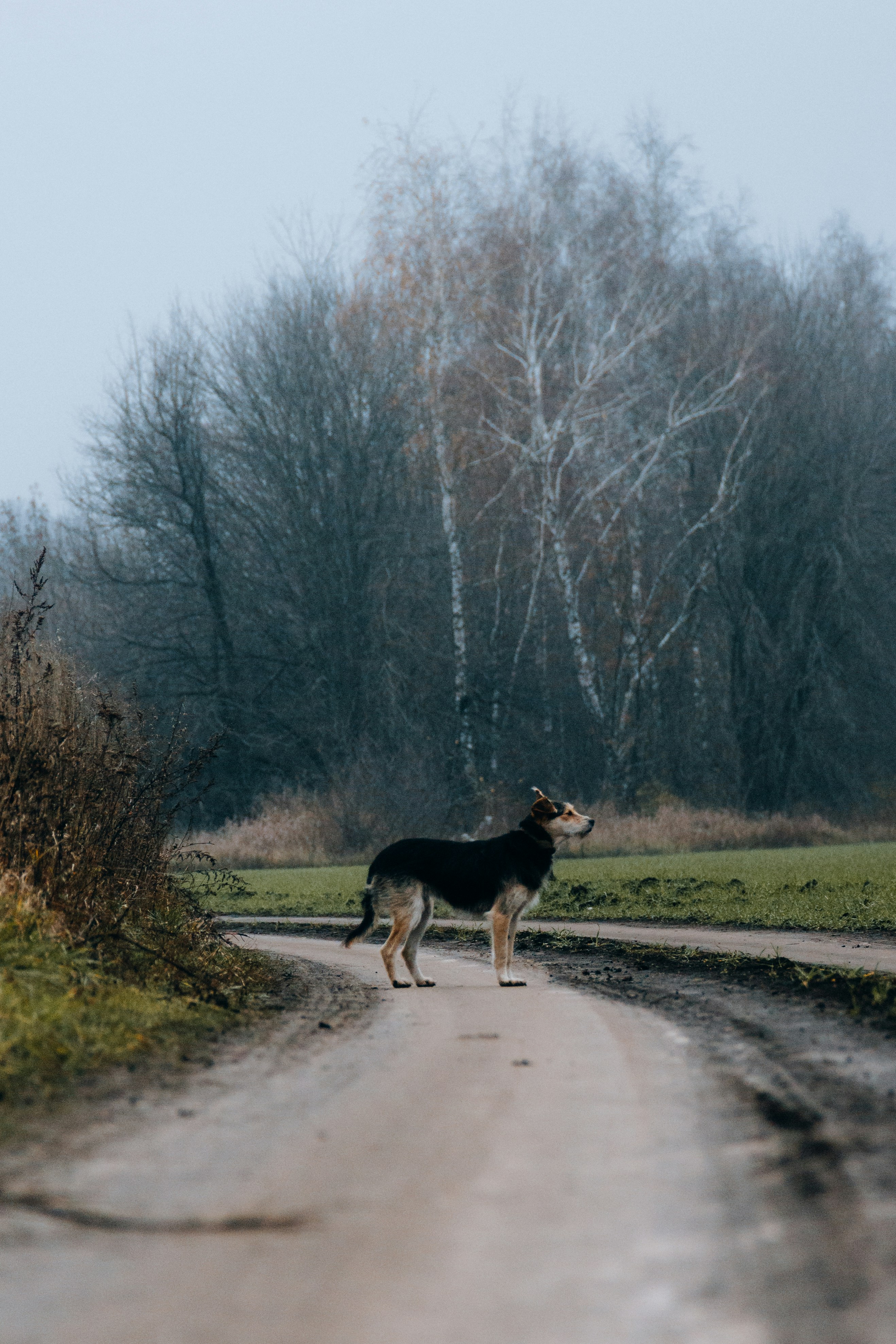 a dog standing on a road