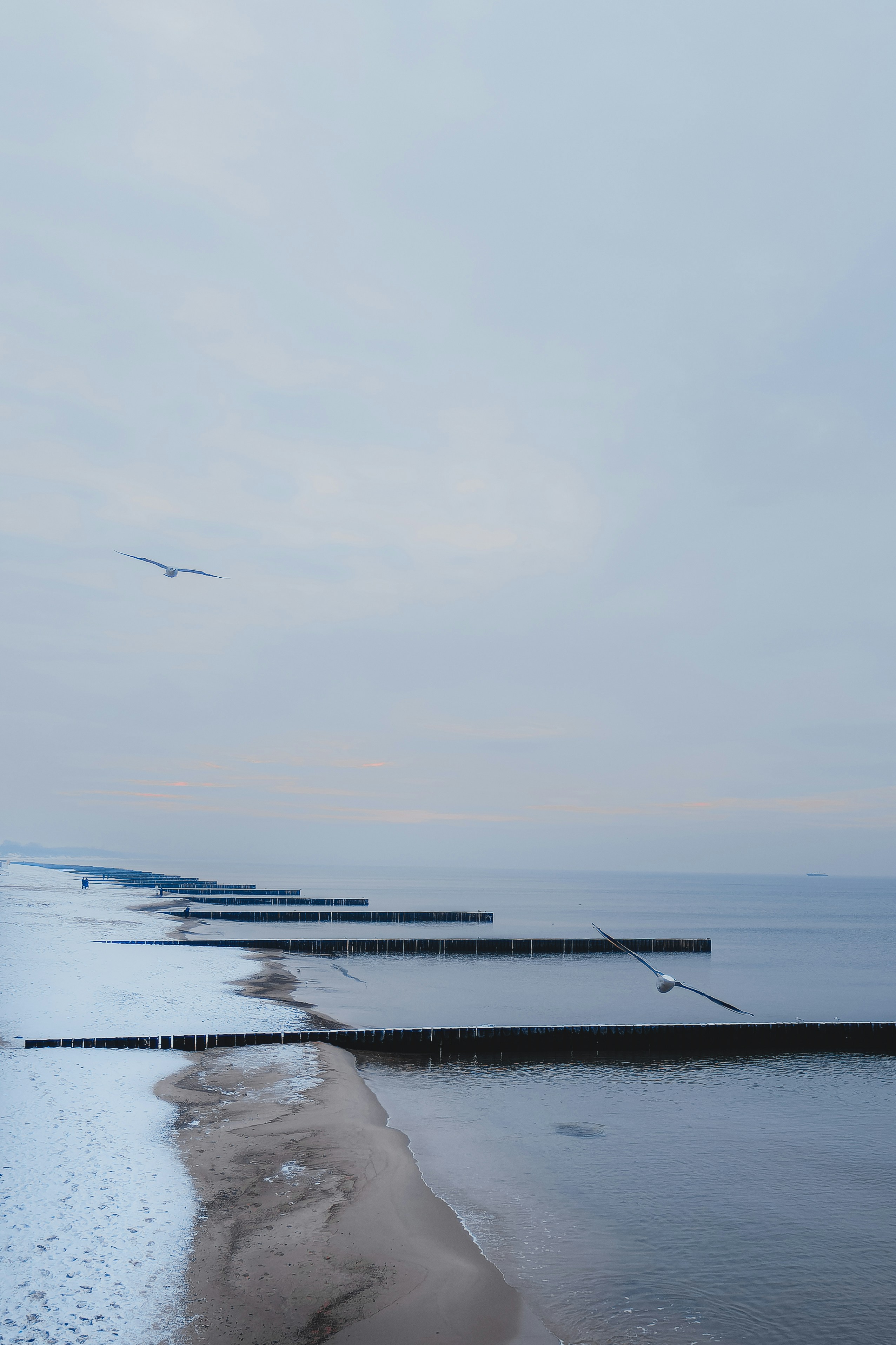 A pier with a bird flying photo – Free Water Image on Unsplash