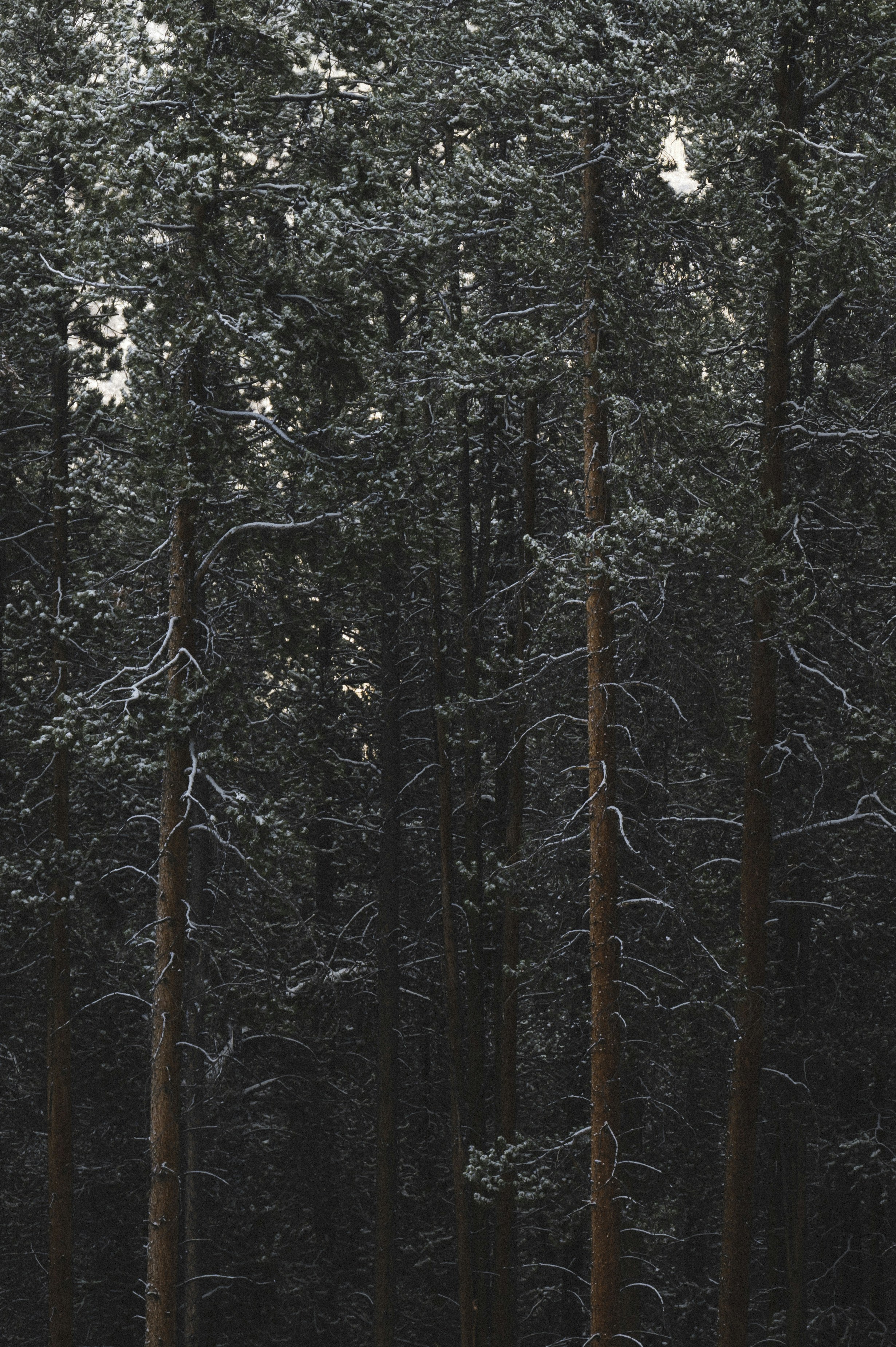 Photo by Madison Kuhn with Nikon Z6 II