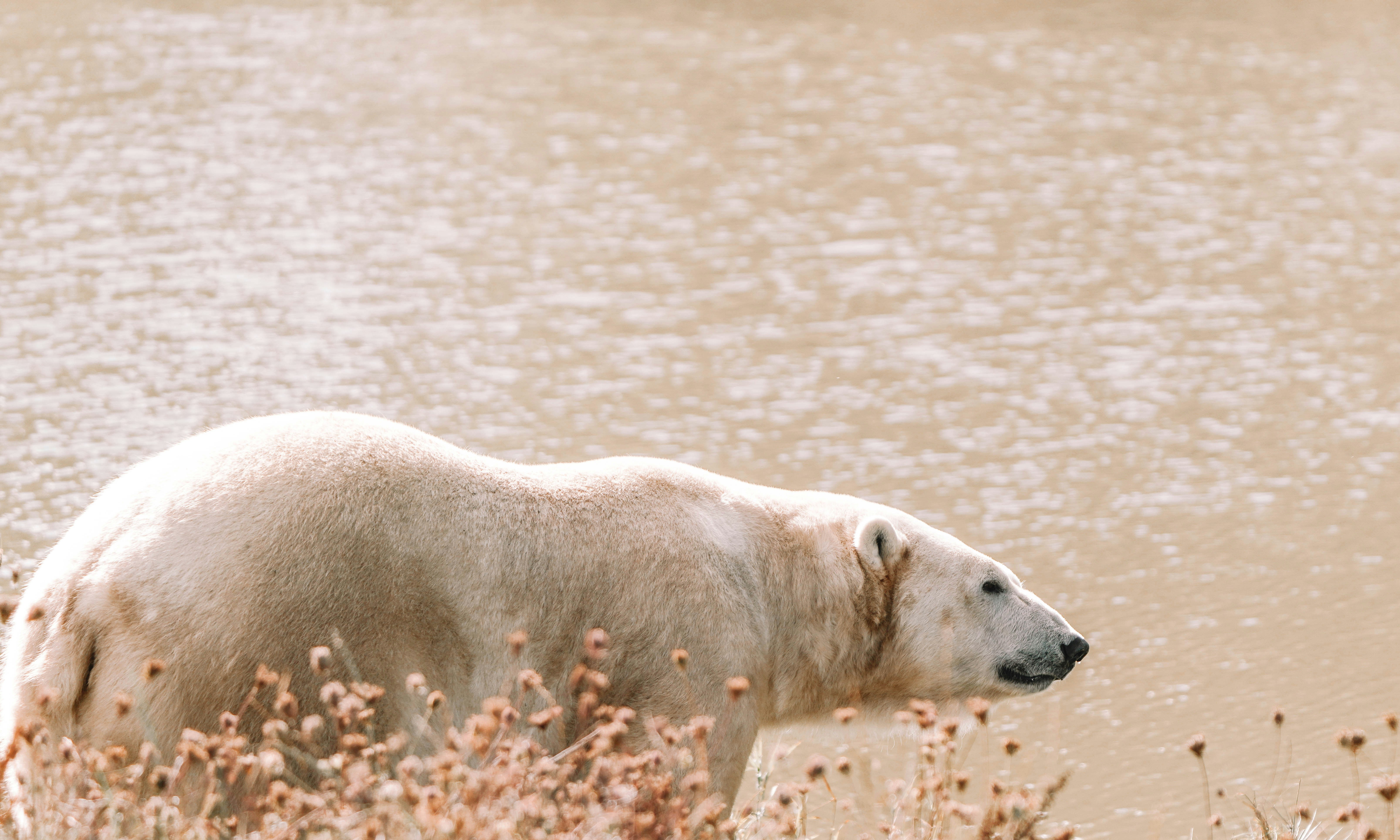 Polar Bear at the Mud-Tinted Riverside, Framed by Cattails