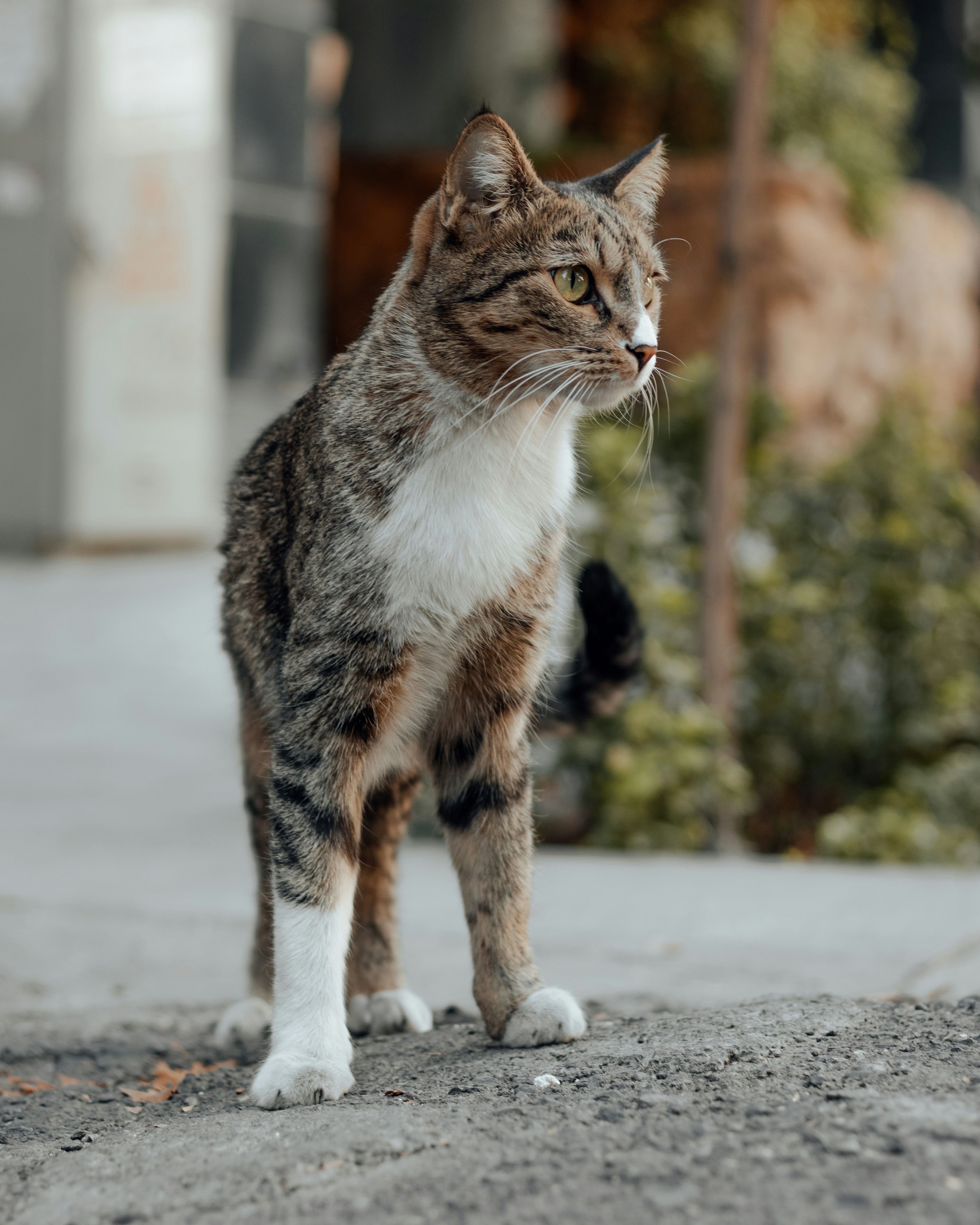 Watchful Tabby on a Quiet City Sidewalk