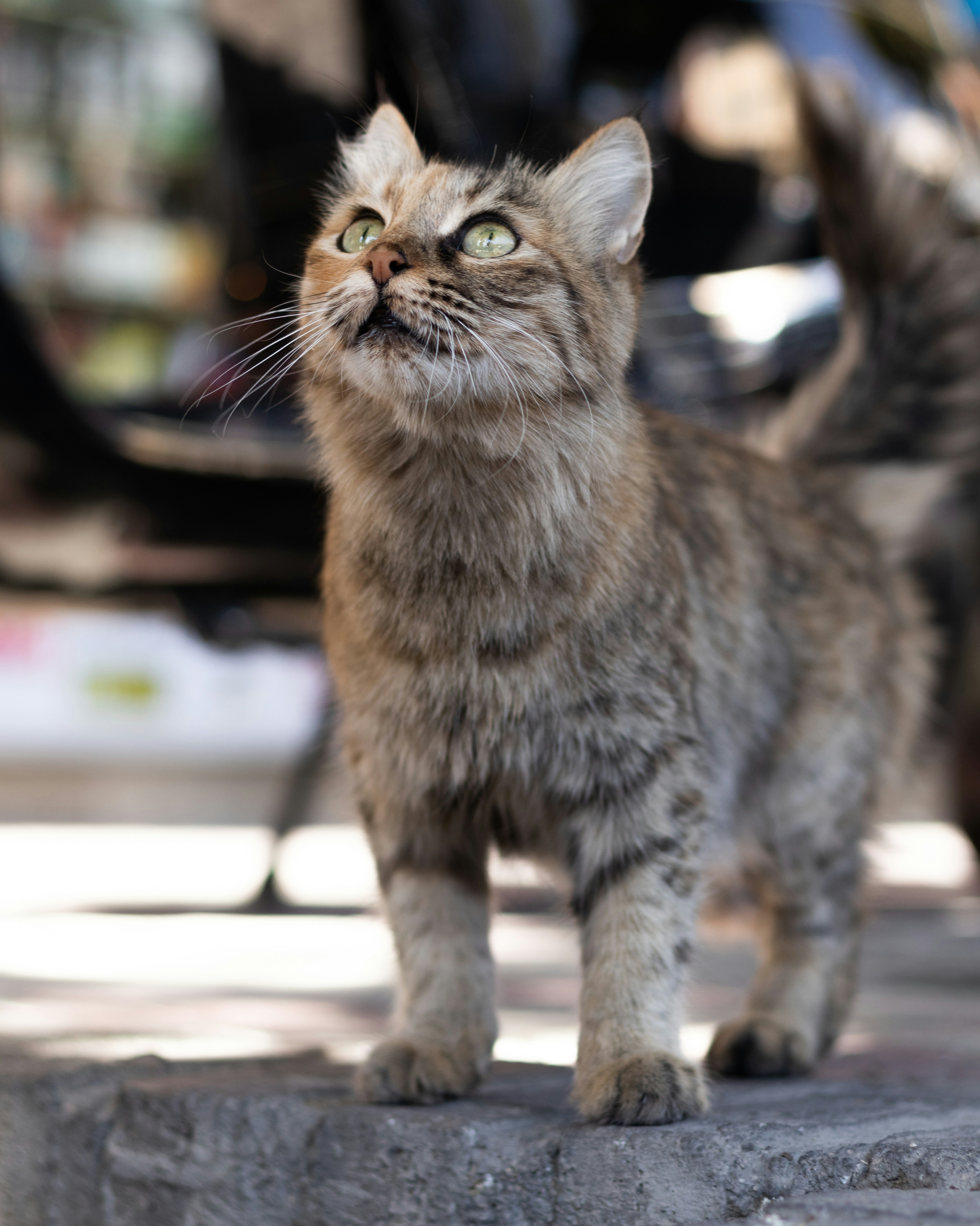 Emerald Gaze on a Sunlit Ledge: a curious tabby surveys its surroundings