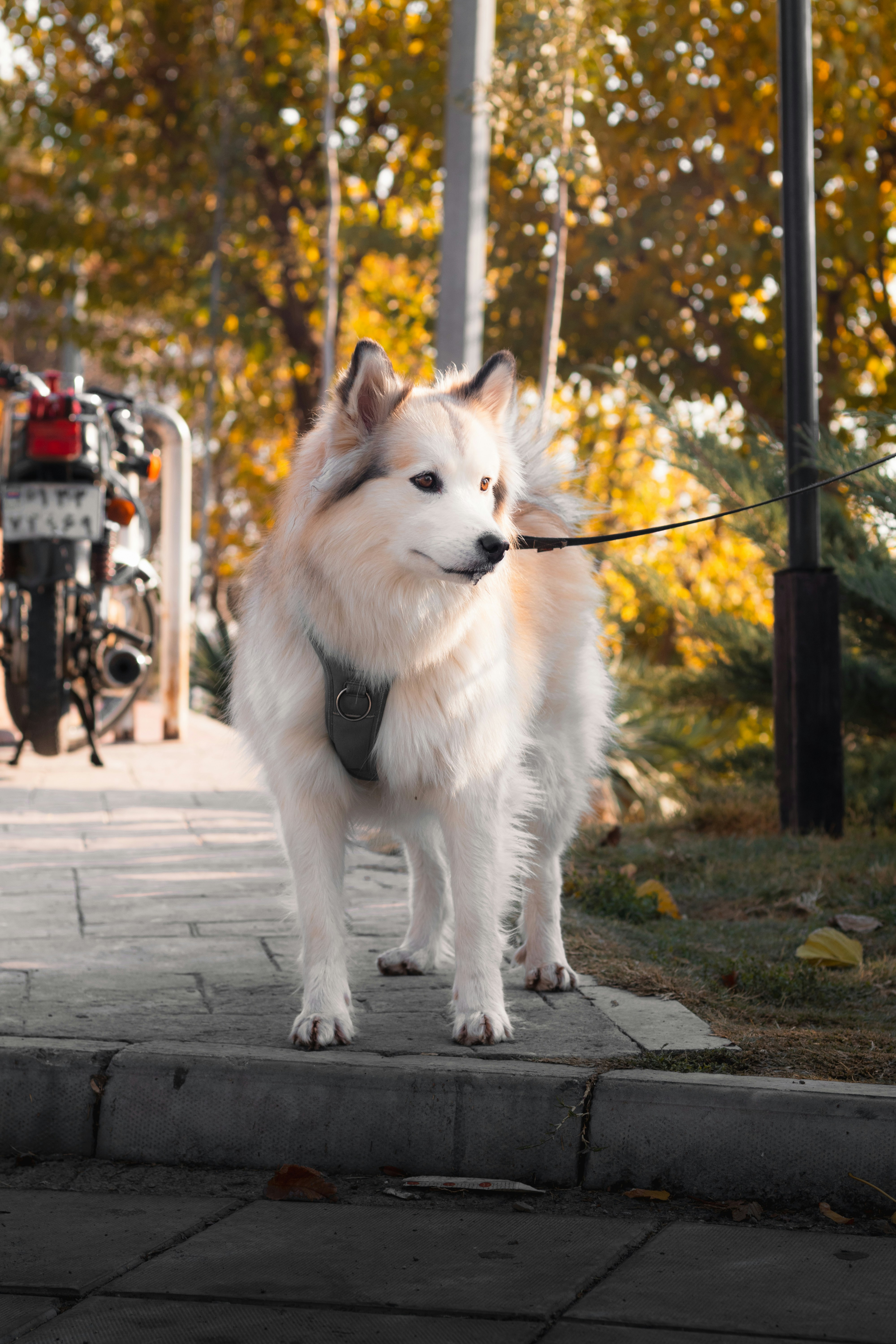 Leash-lit Walk: A fluffy white companion on a autumn street