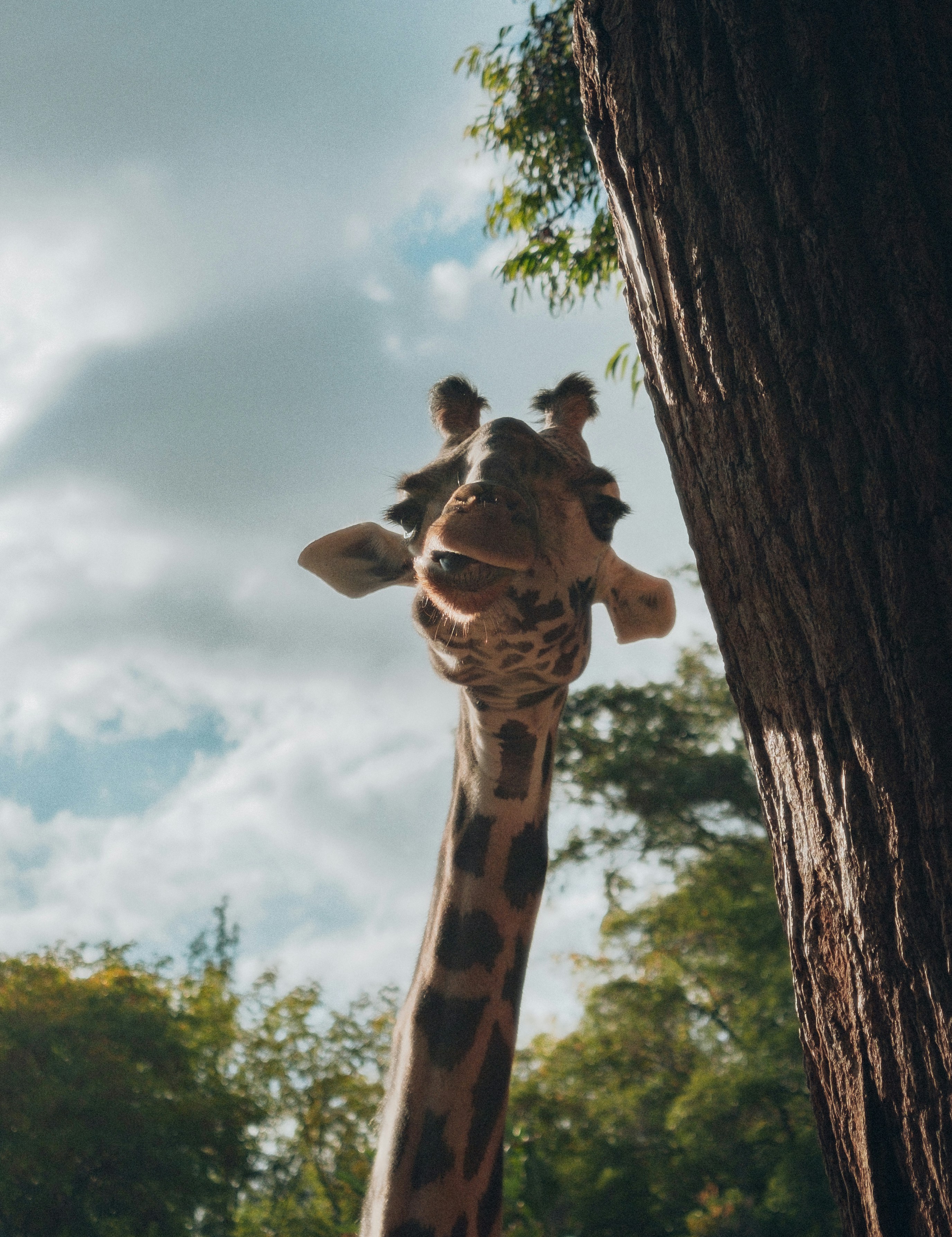 Giraffe at the Tree’s Edge: A Sunlit, Curious Gaze