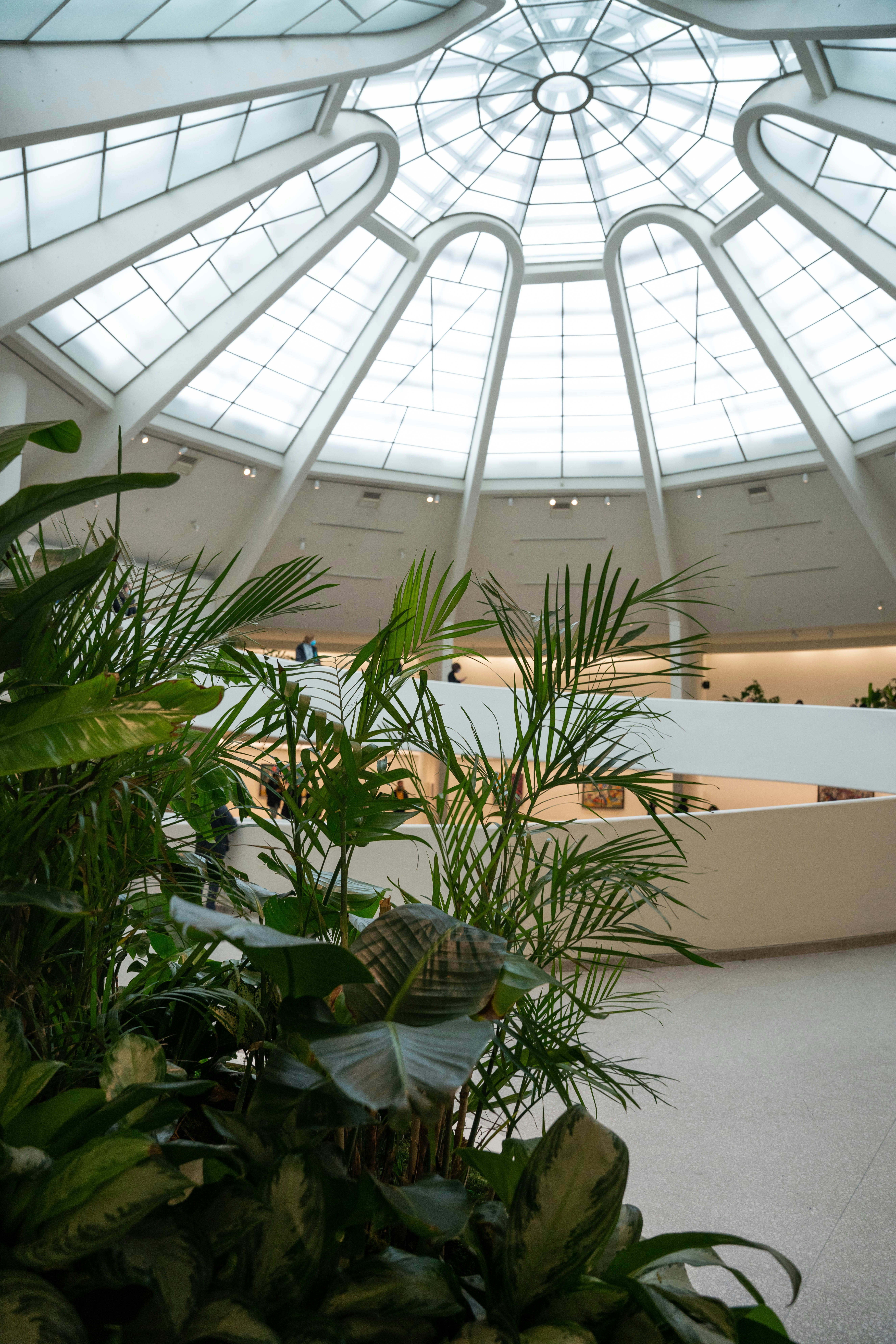 A large indoor plant photo – Free Guggenheim museum Image on Unsplash