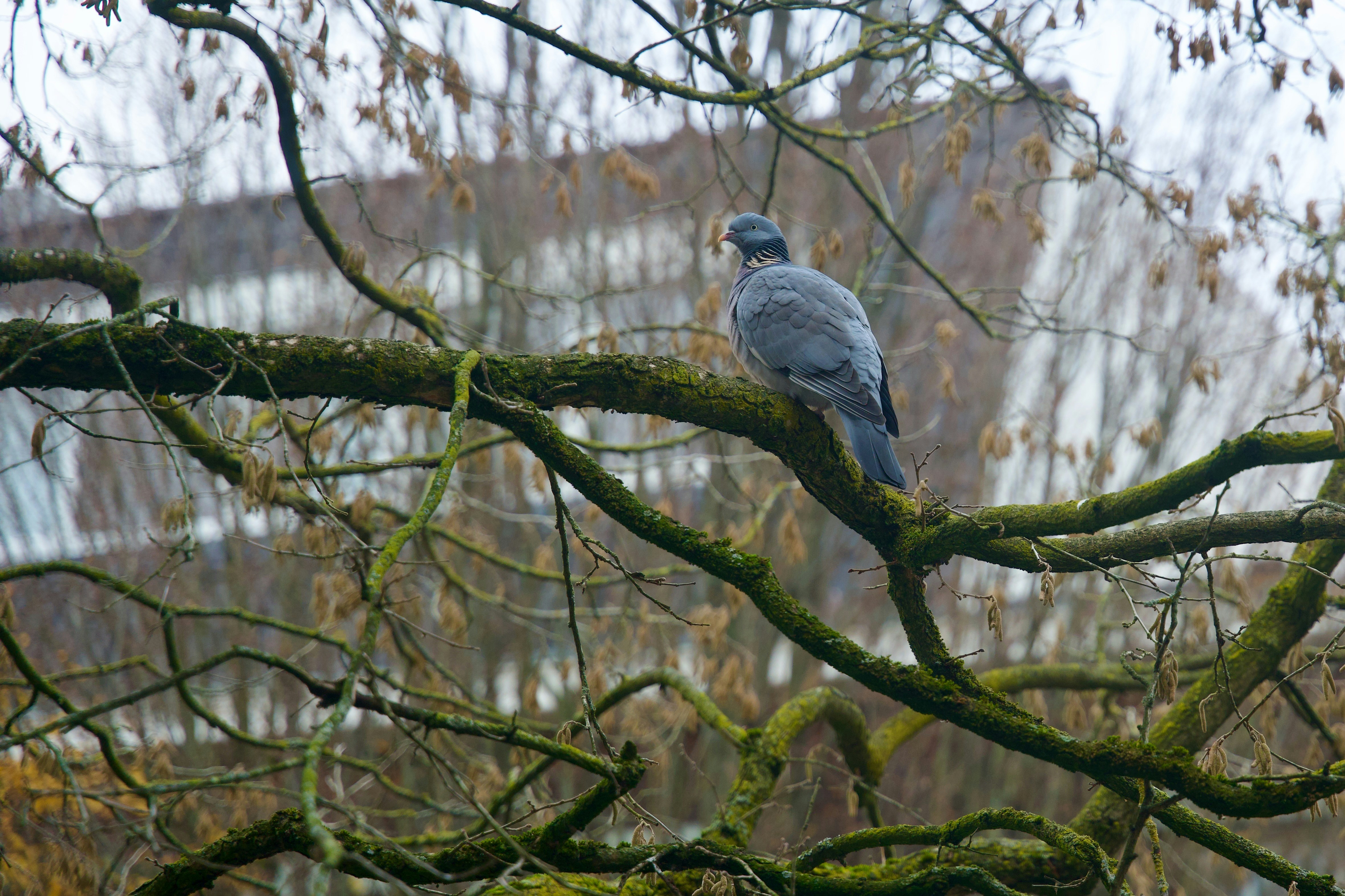 A hawk perched on a moss-covered branch, observing its surroundings amidst a backdrop of bare trees and distant structures.