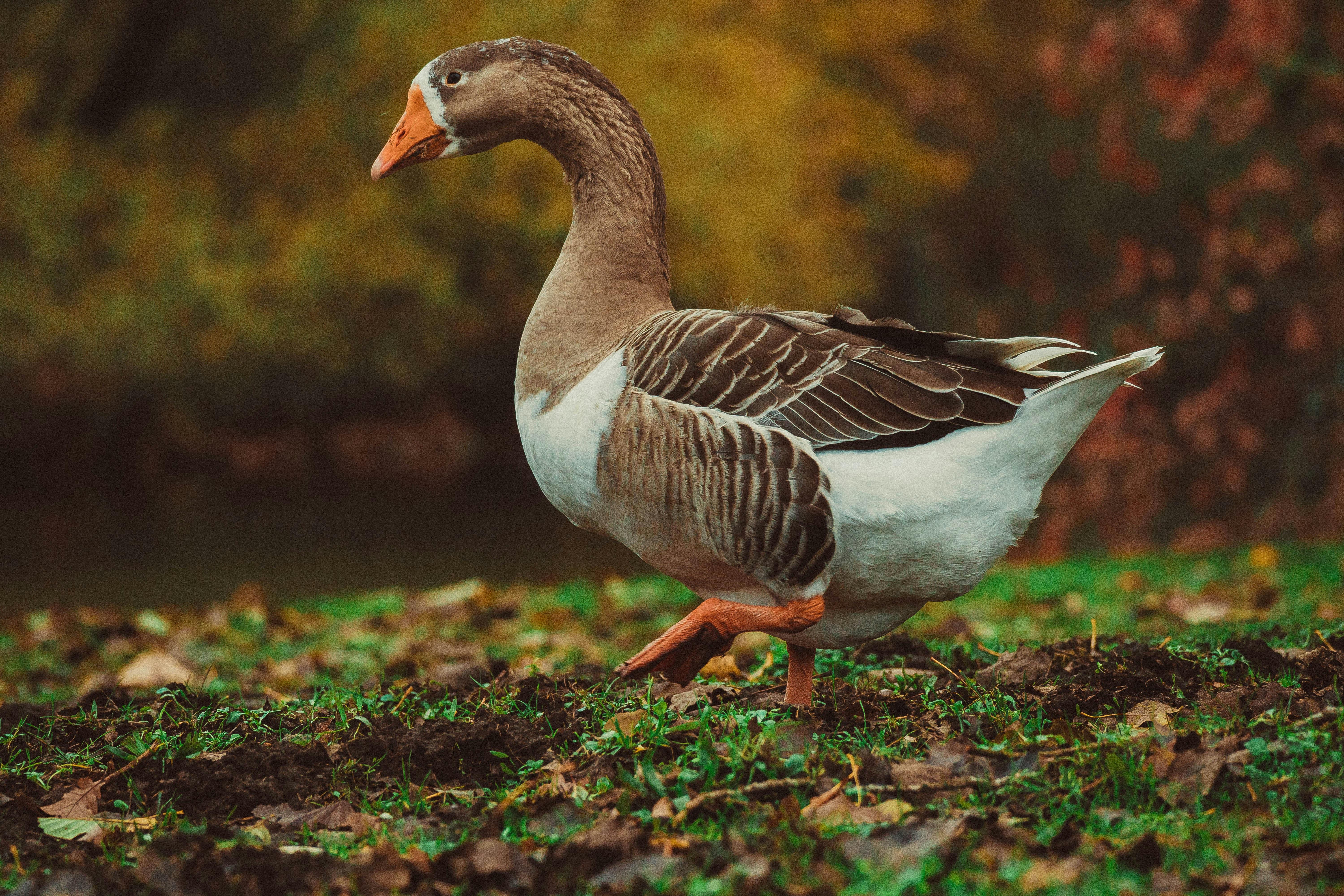 Un pato caminando por el suelo foto – Imagen de Eindhoven gratuita en ...