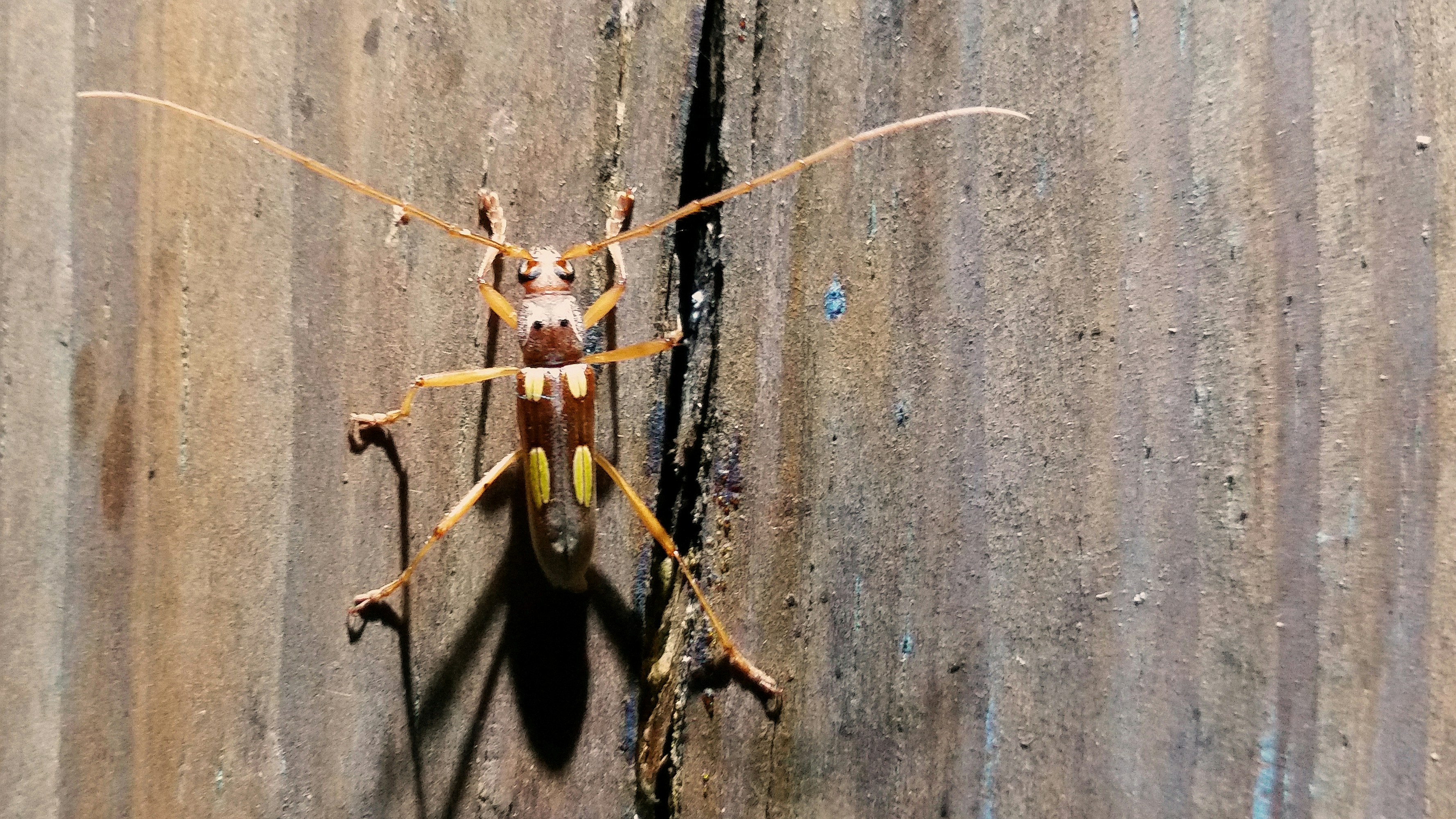 Photo by Karl Callwood with Samsung Galaxy S5