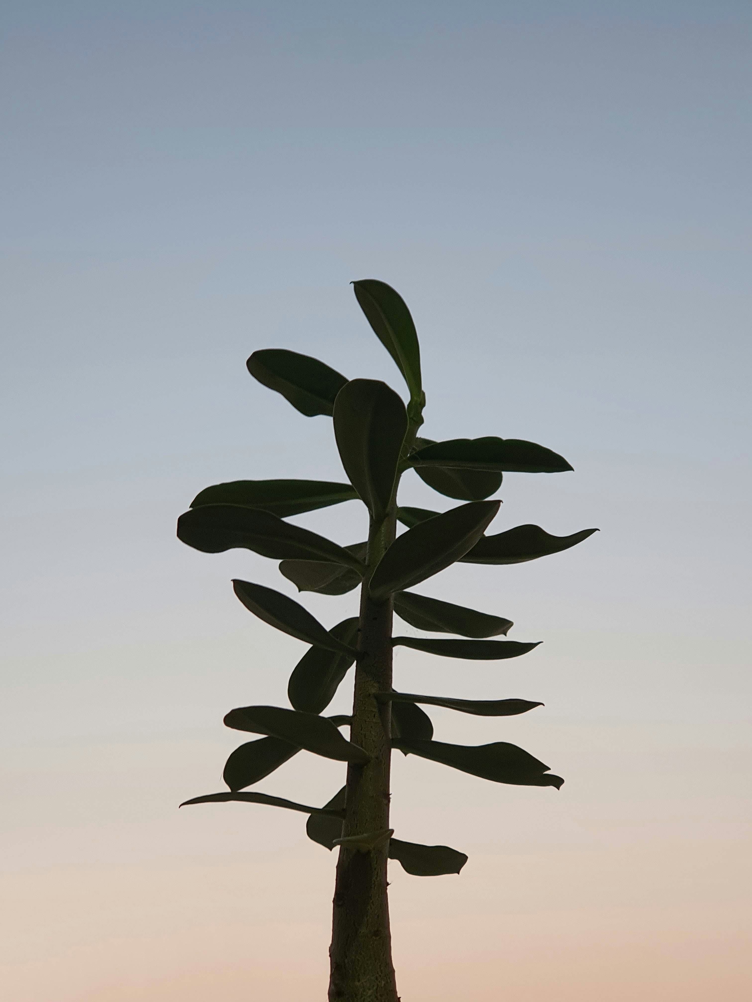 a plant with leaves