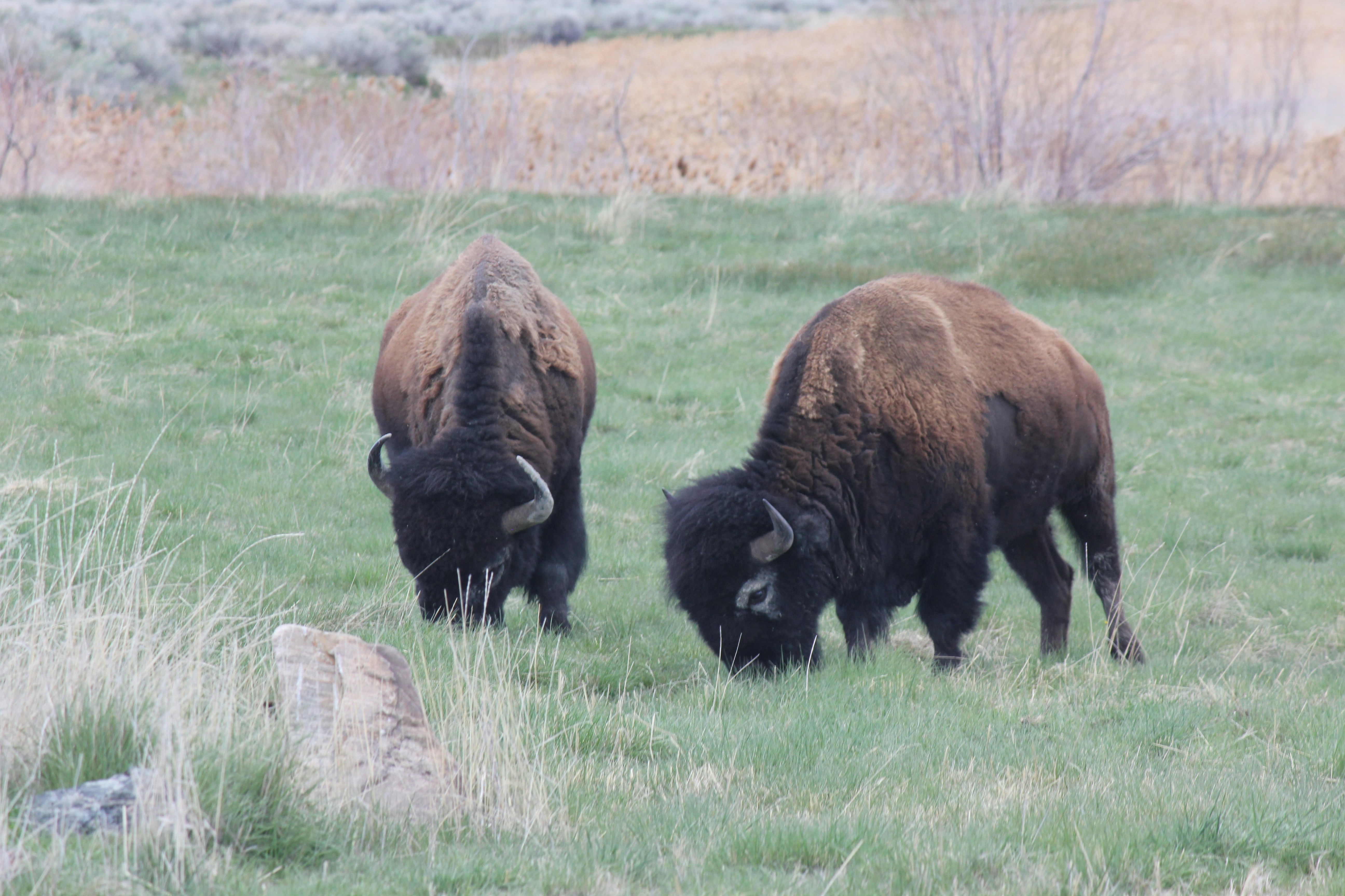 A couple of buffalo in a field photo – Free Utah Image on Unsplash