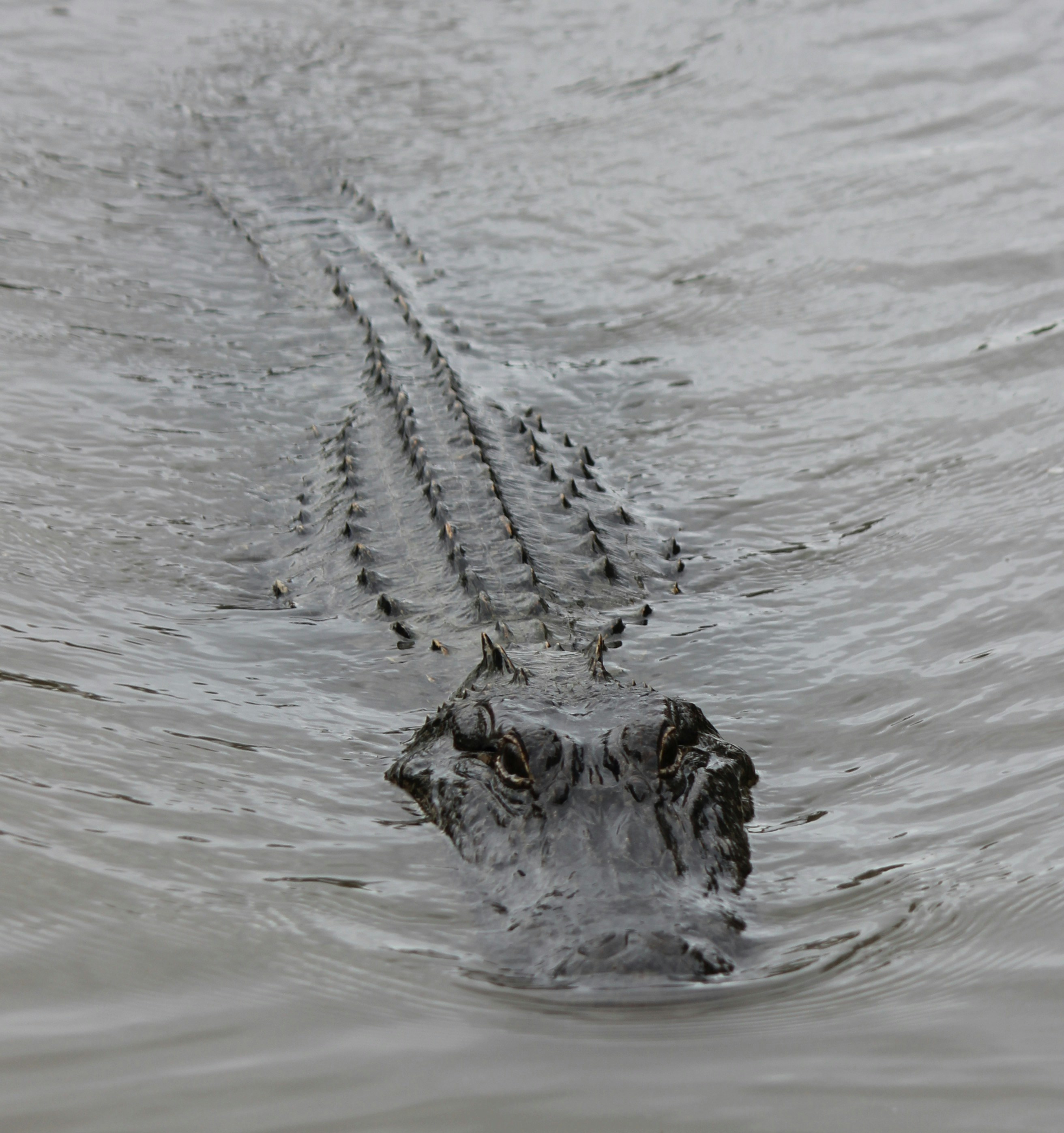 Gator's Quiet Wake: Alligator Emerges Through Slate Ripples