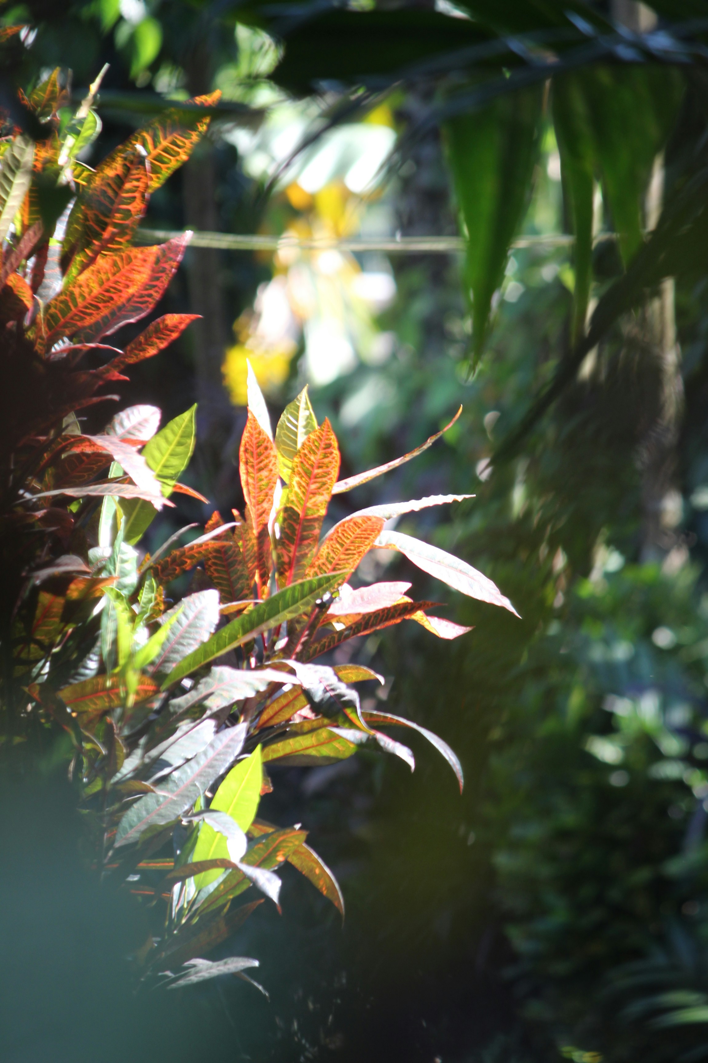 a close-up of some leaves