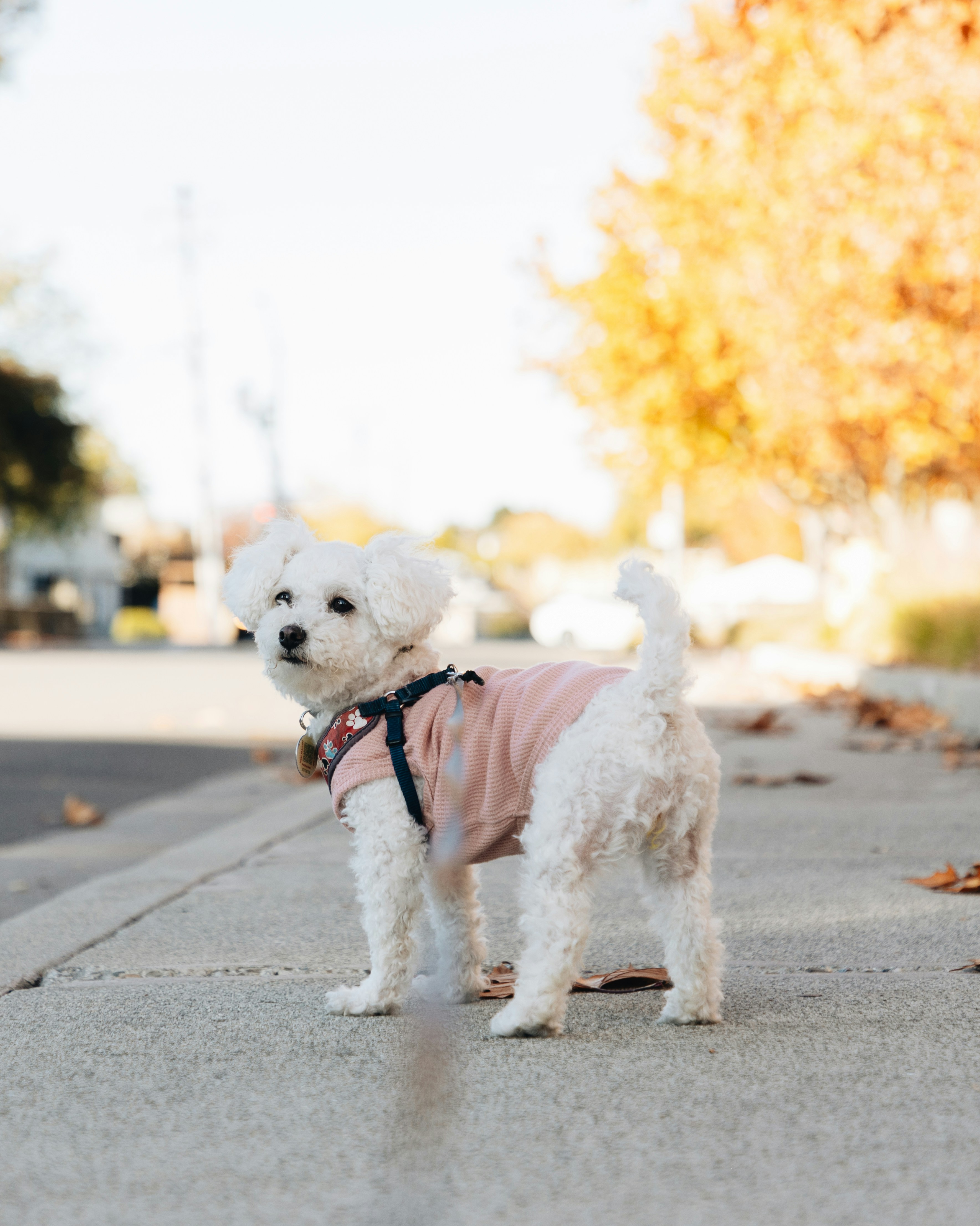 Autumn Street Stroll: White Fluff in a Pink Harness on a Sunlit Sidewalk
