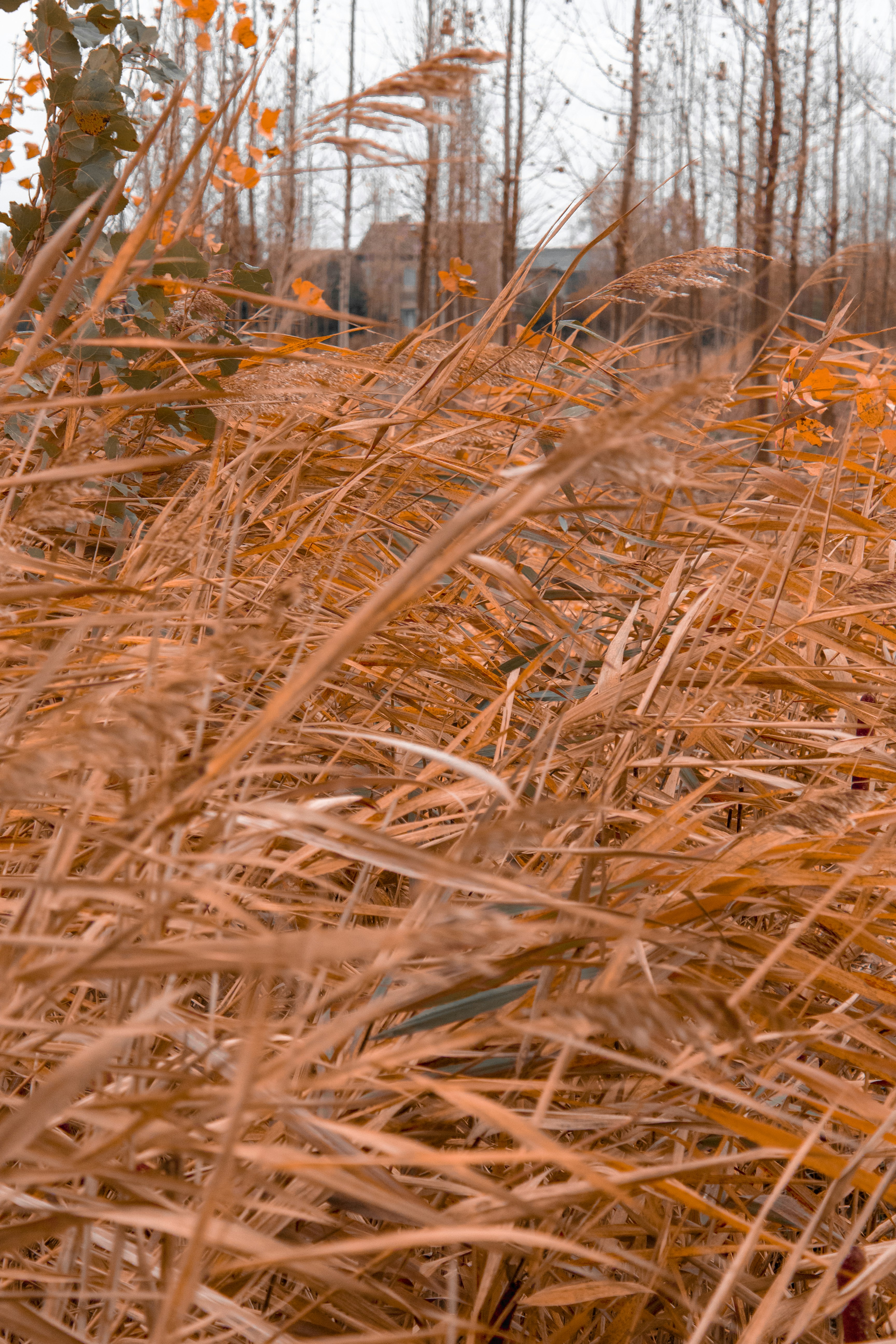 Rust-Tinted Grassfield: A Close-Up of Sunlit Blades with a Distant Treeline