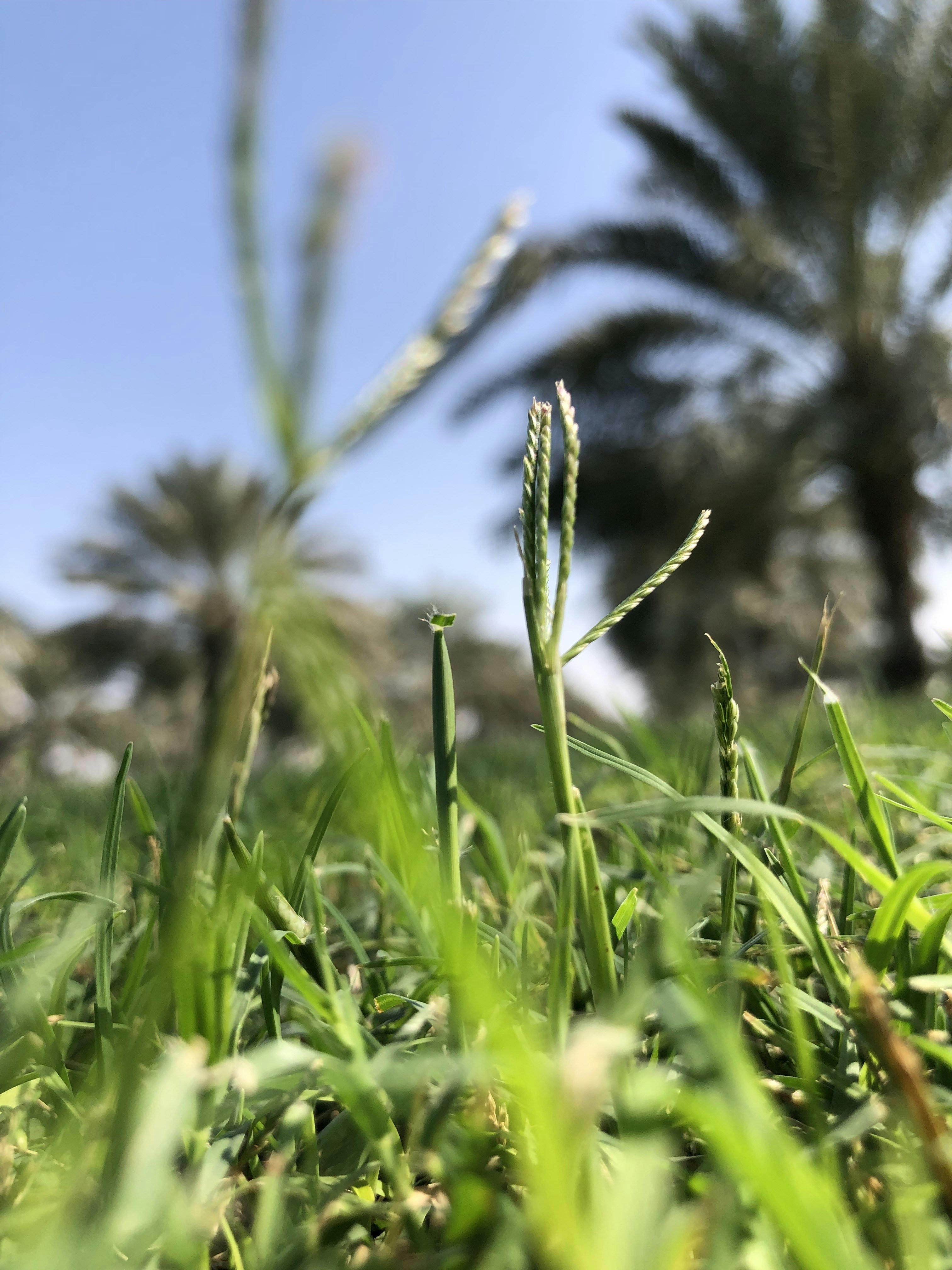 Close-up view of vibrant grass blades with palm trees softly blurred in the background under a clear blue sky.