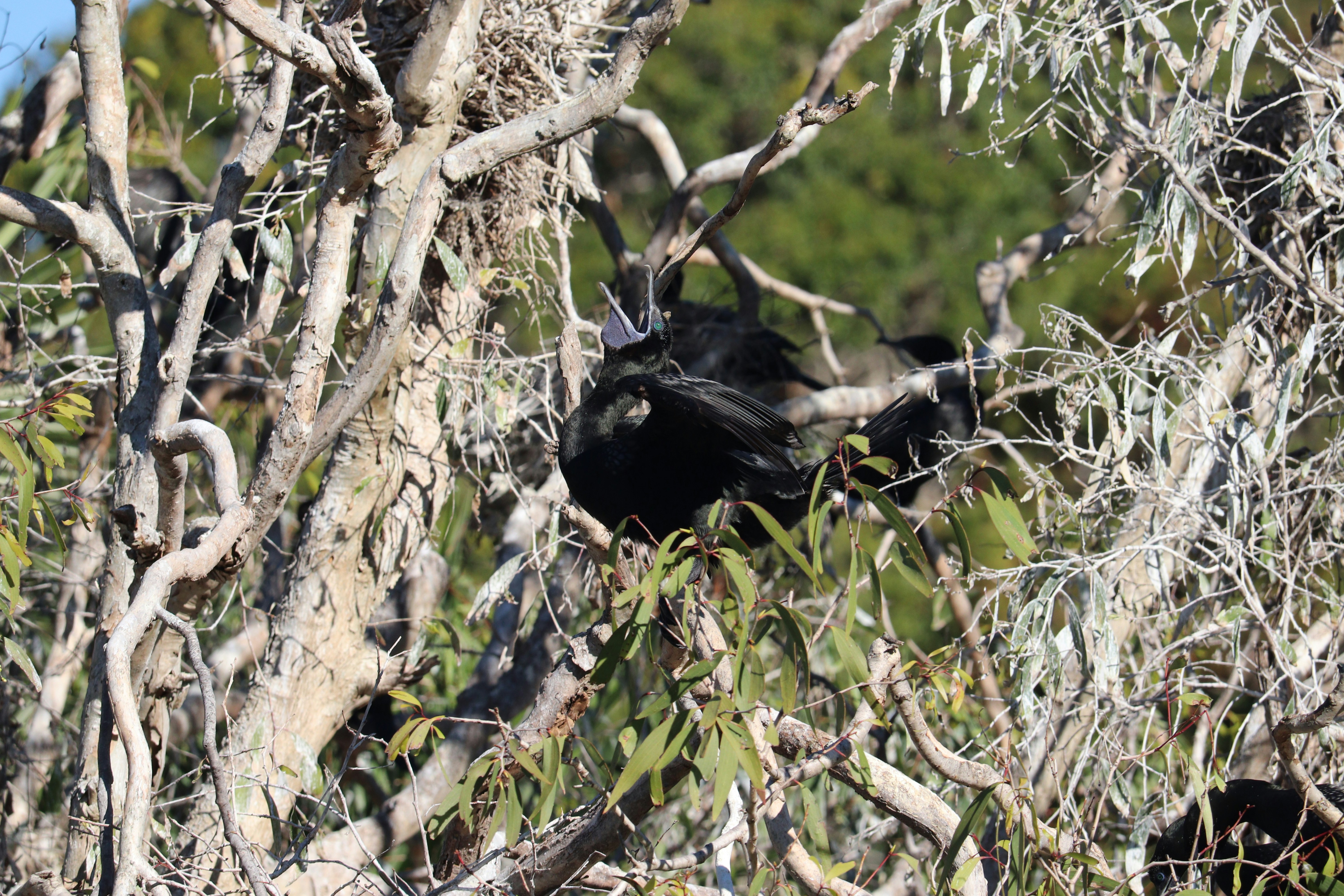 Cormorant