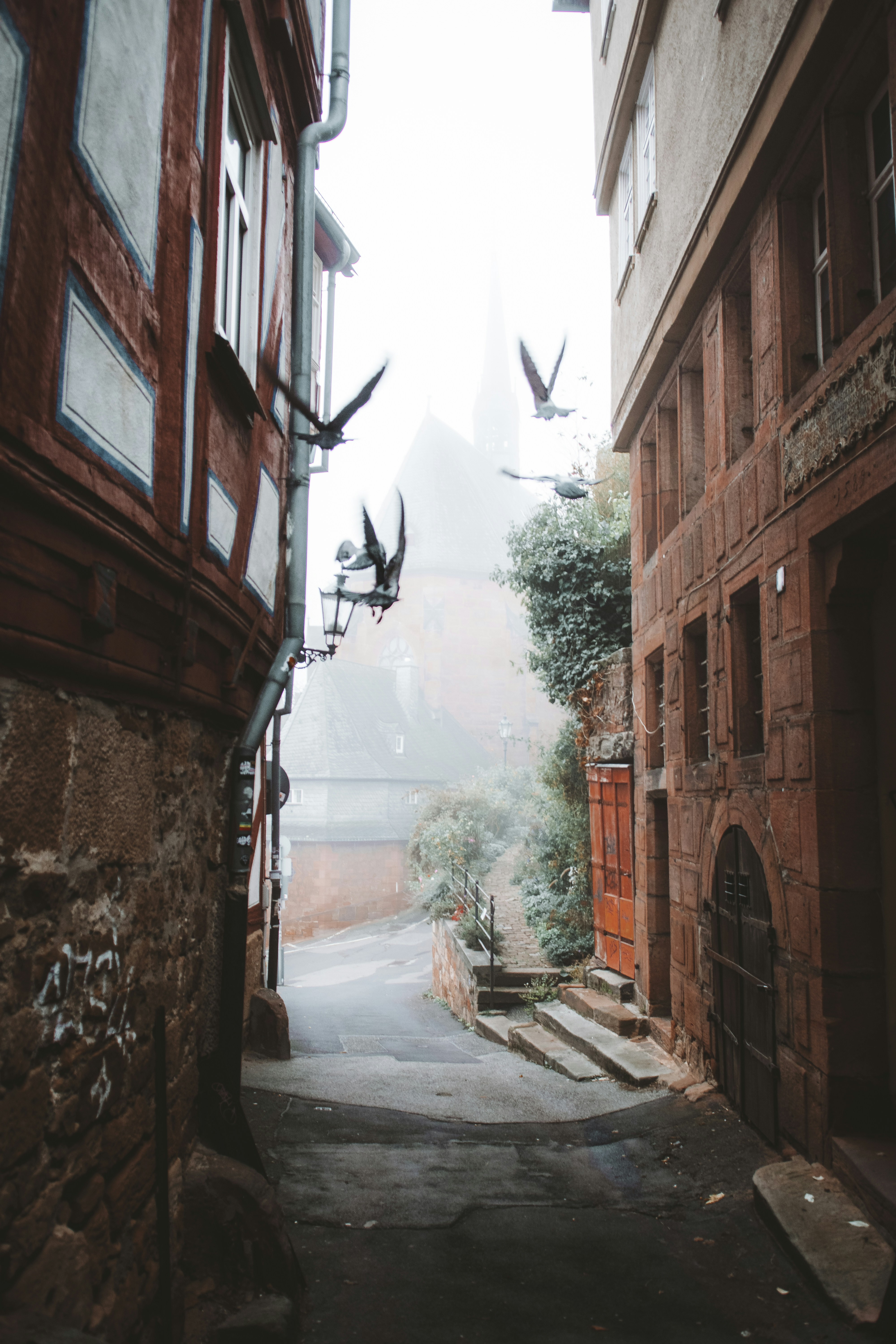 Between Brick Facades: Pigeons in a Misty Alley