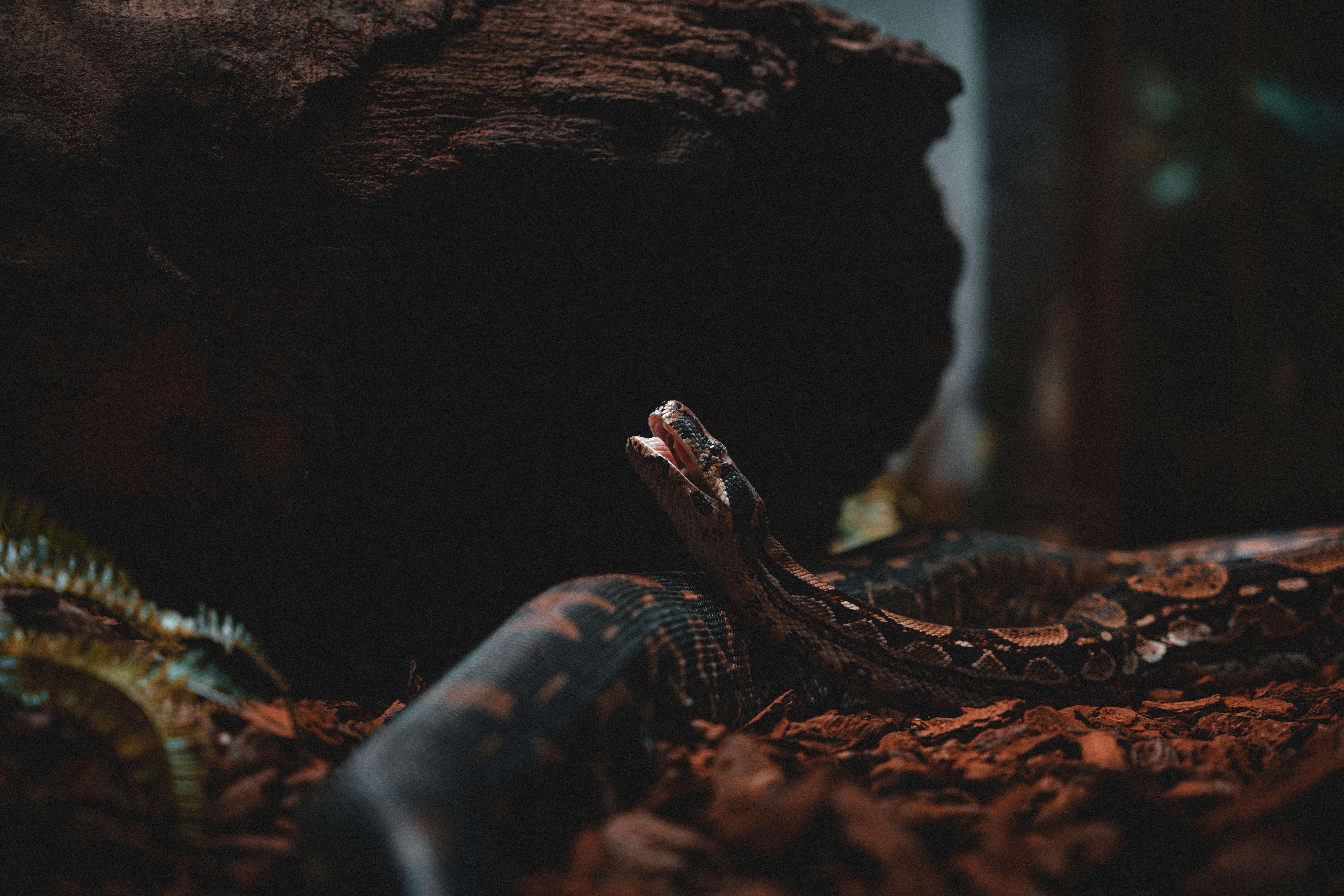 A snake on a log photo – Free Nature Image on Unsplash