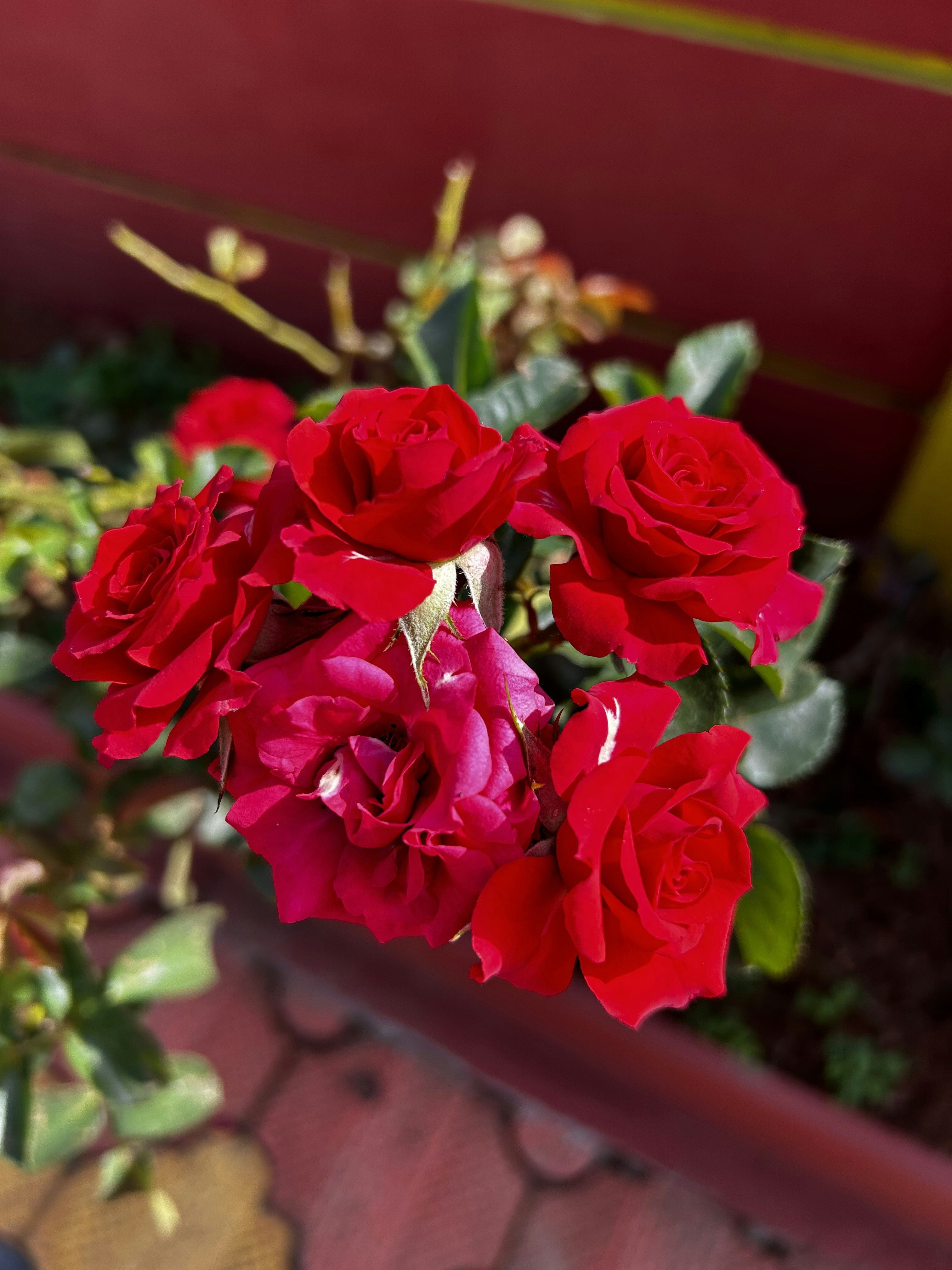 A group of red roses photo – Free Flower Image on Unsplash