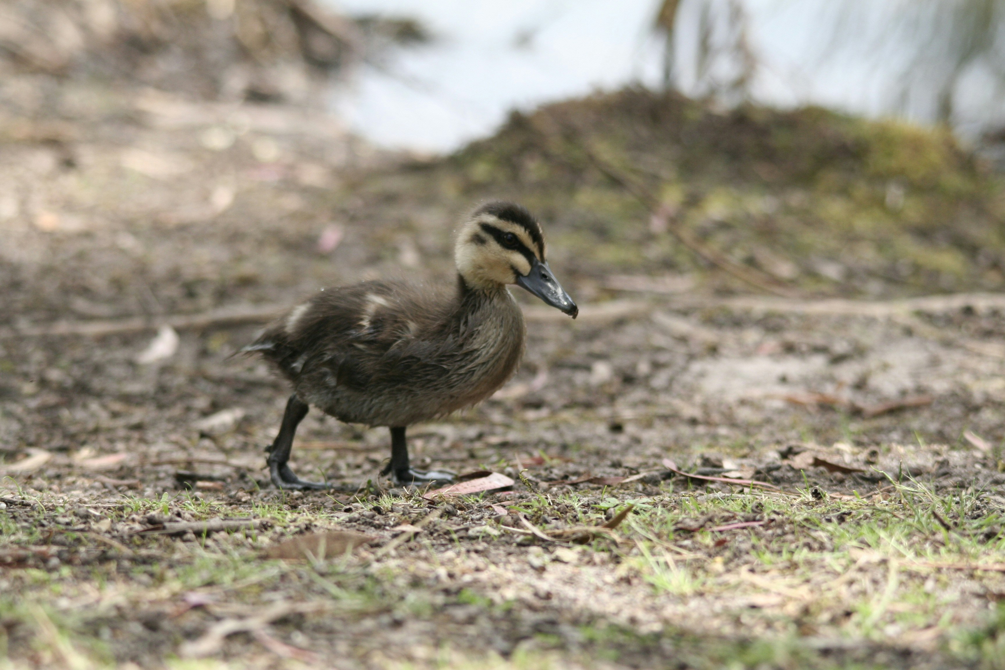 Foto Un pato caminando por el suelo – Imagen Animal gratis en Unsplash