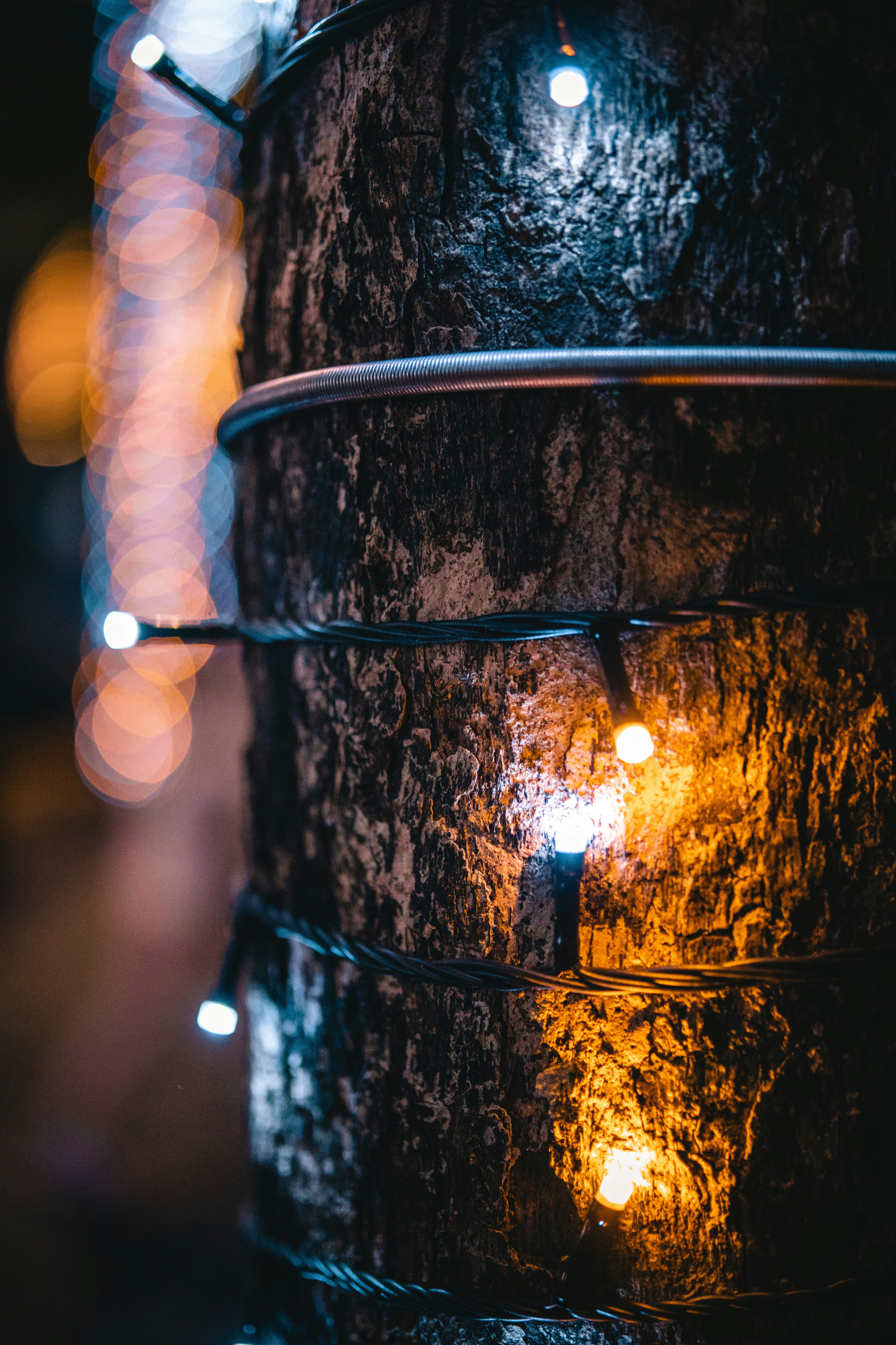 Warm Drape of Lights Around a Tree Trunk